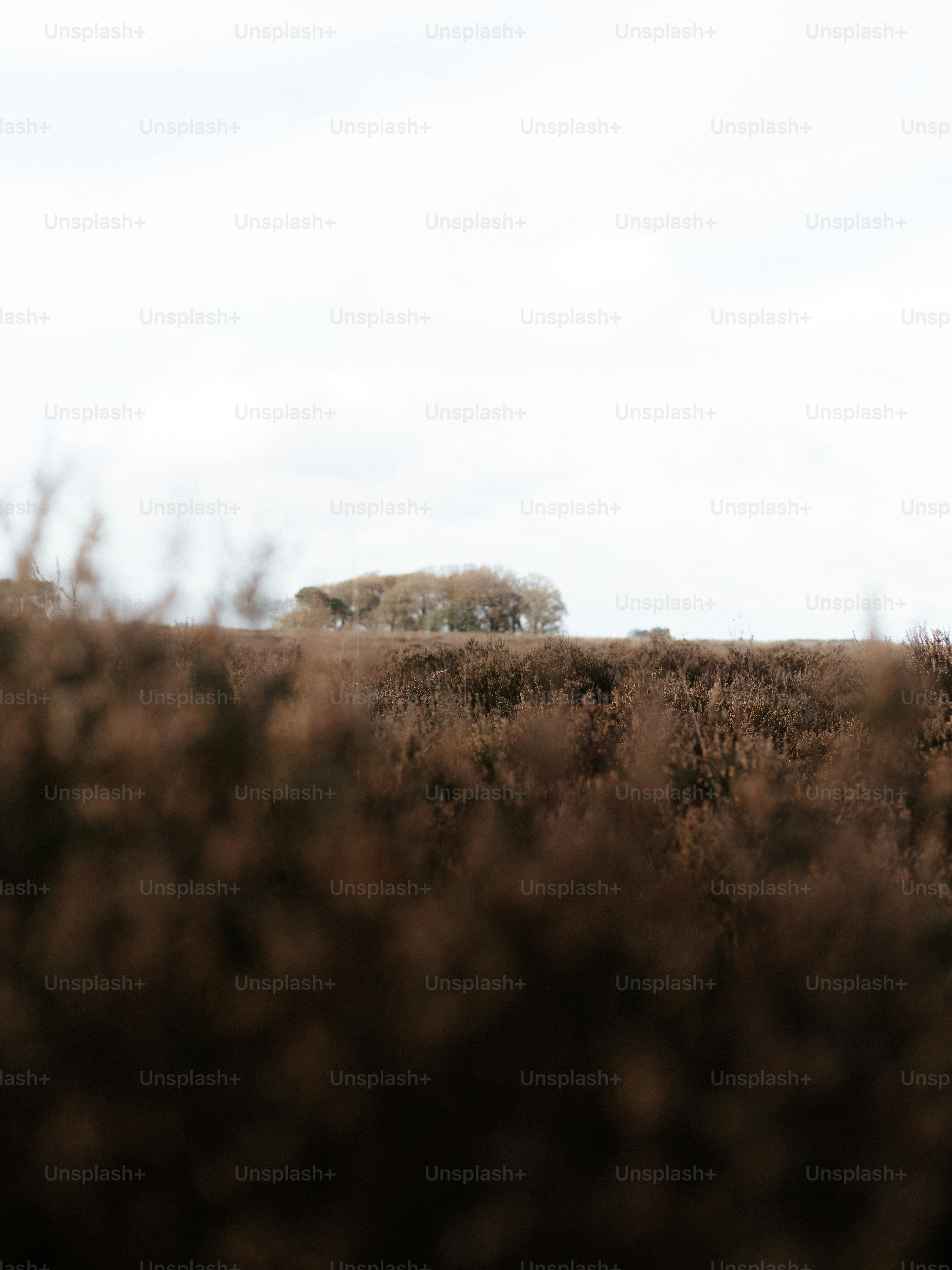 Autumn foliage in a field with trees background photo – Autumn Image on ...
