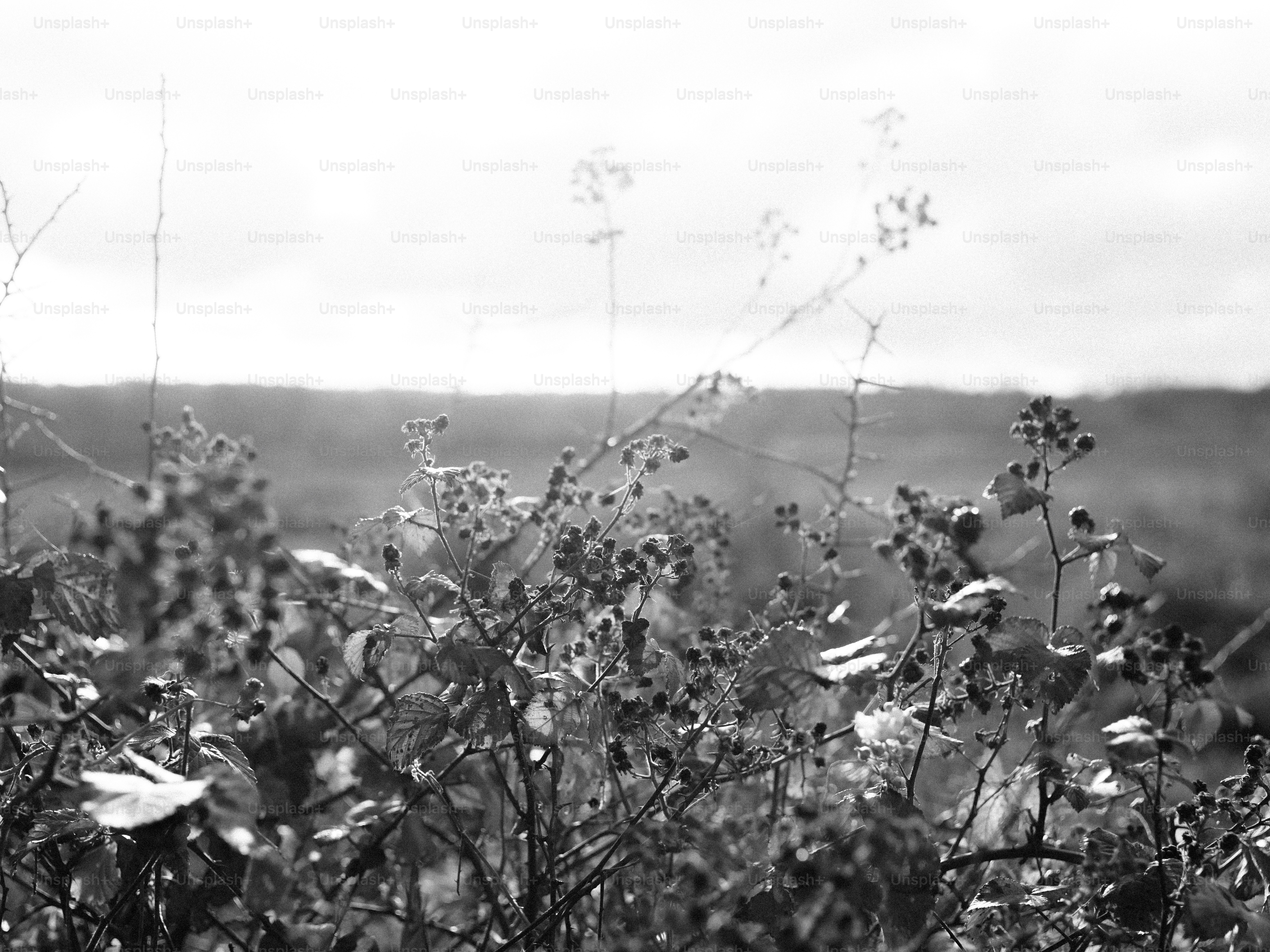 Autumn foliage in a field with trees background photo – Autumn Image on ...