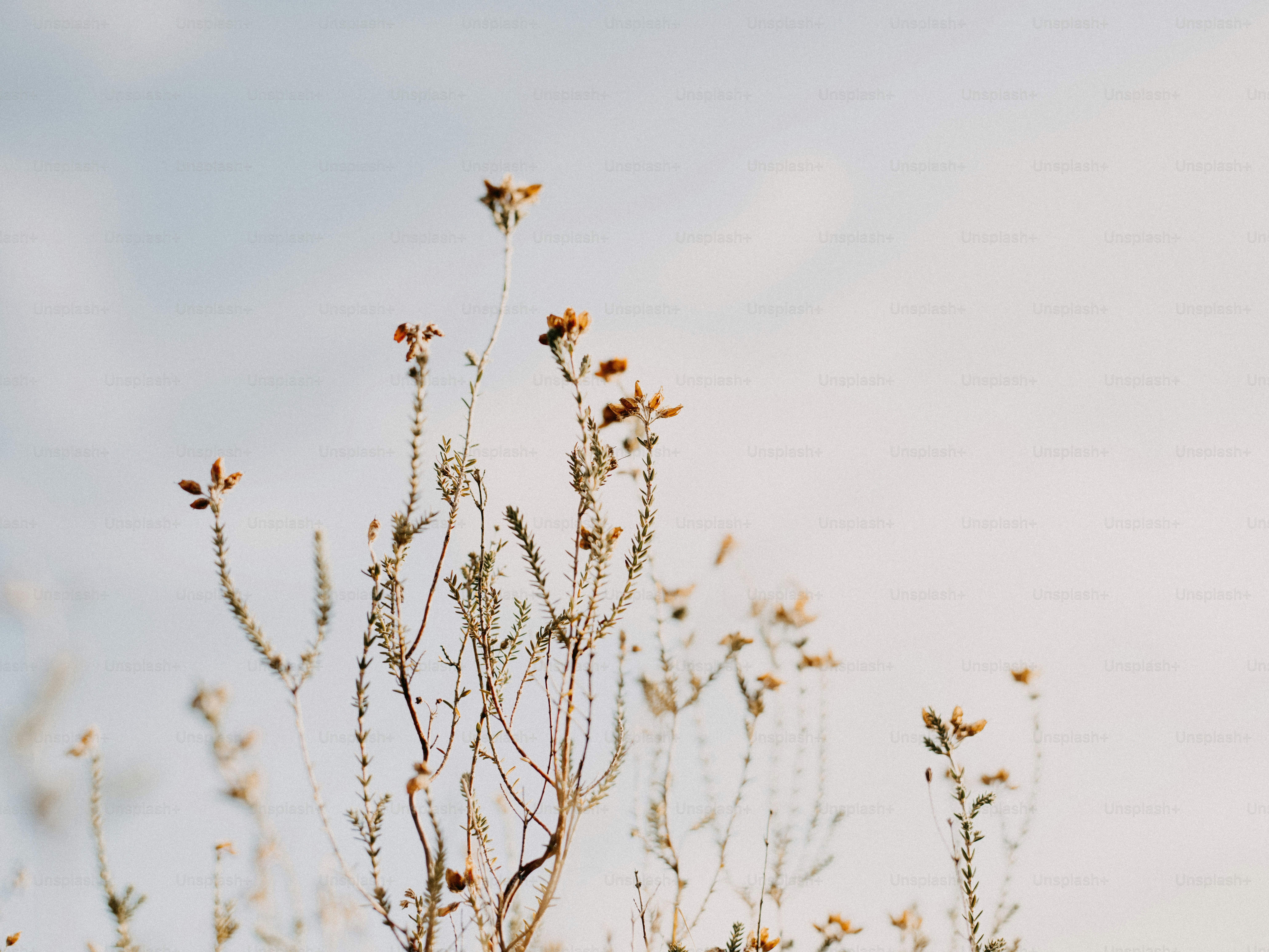Dry grasses and wildflowers against a pale sky photo – Autumn Image on ...
