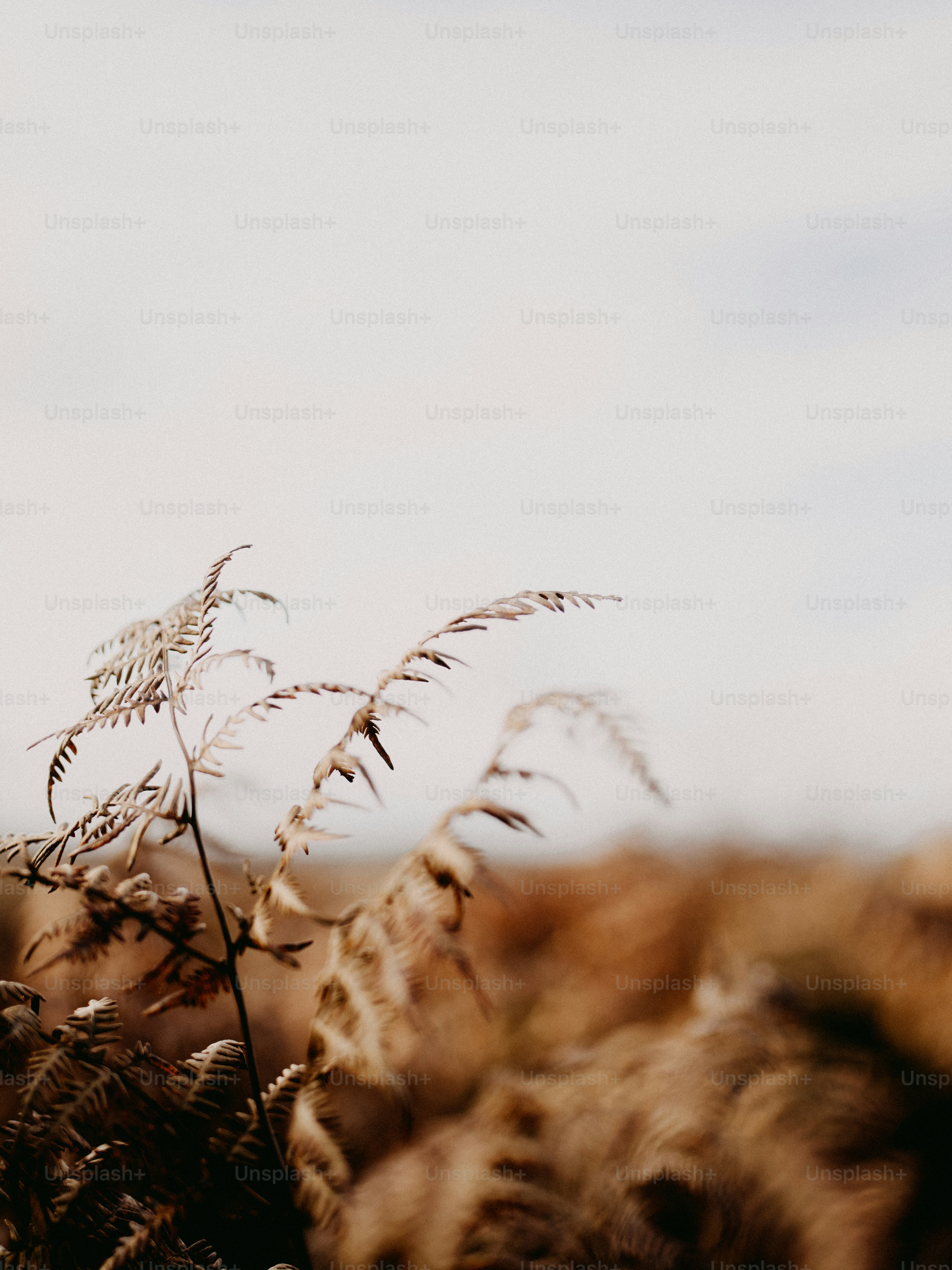 Bare tree branches with yellow buds against sky photo – Autumn Image on ...