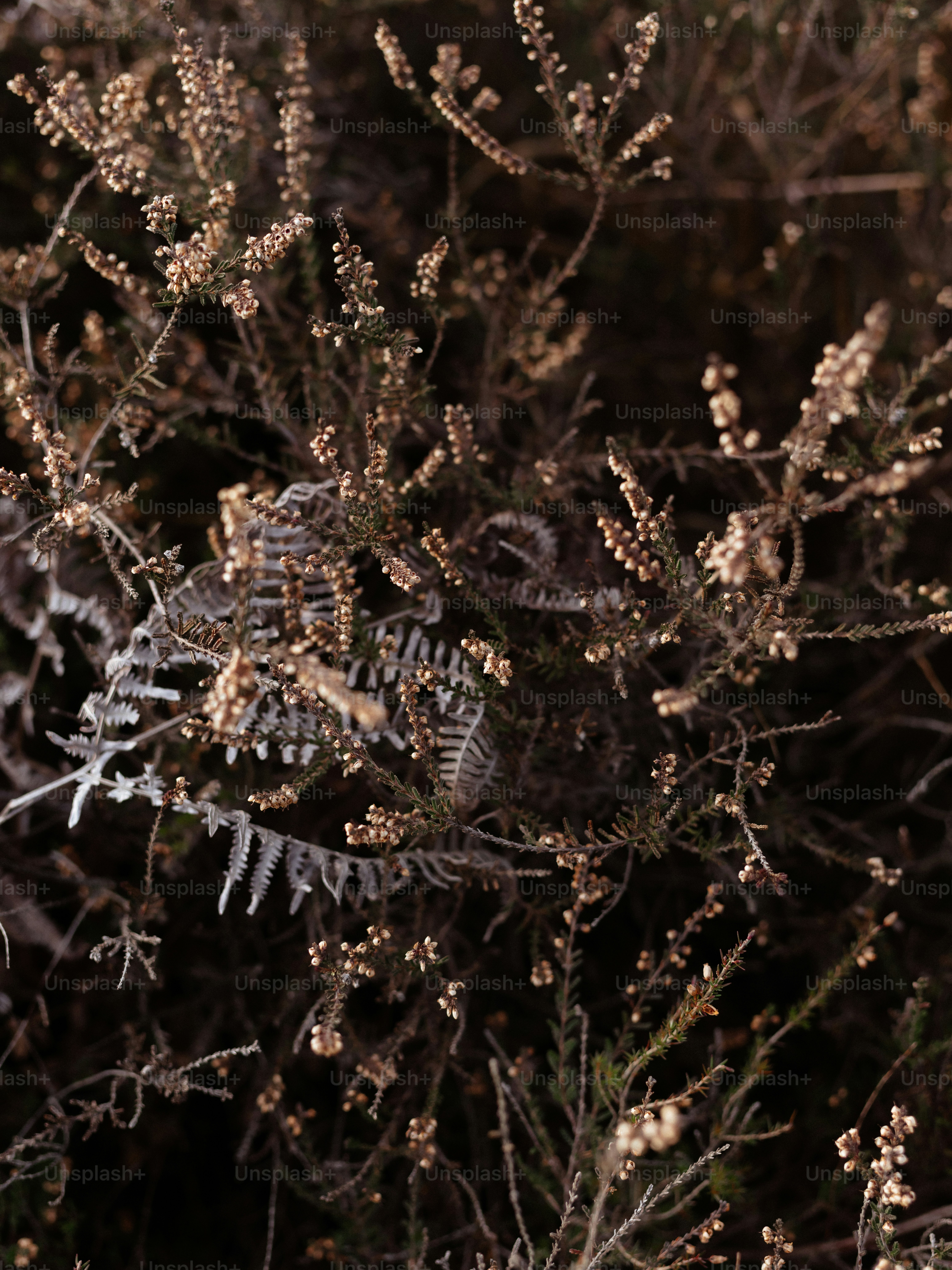 Bare tree branches with yellow buds against sky photo – Autumn Image on ...