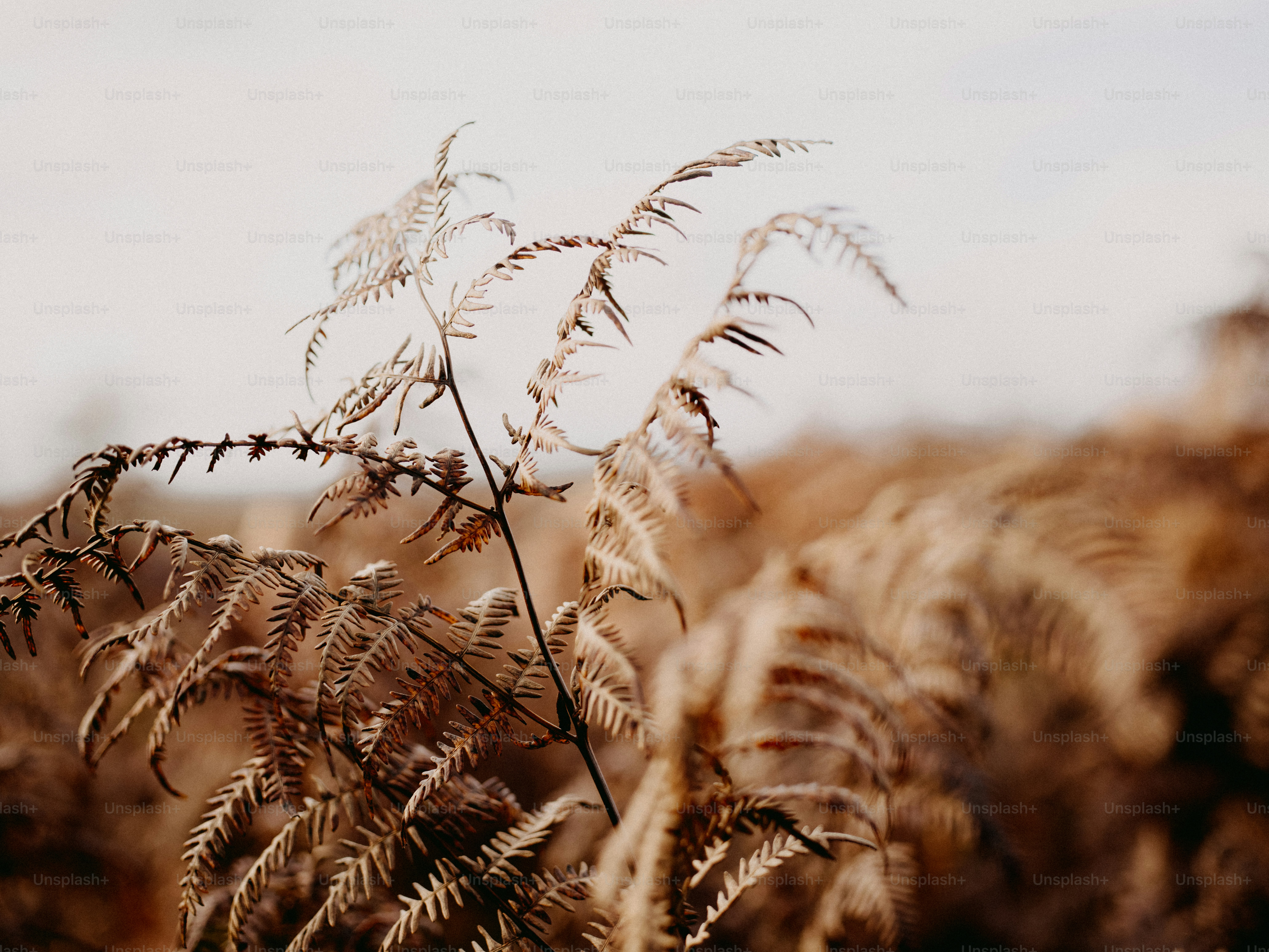 Dry fern fronds in soft, natural light. photo – Autumn Image on Unsplash