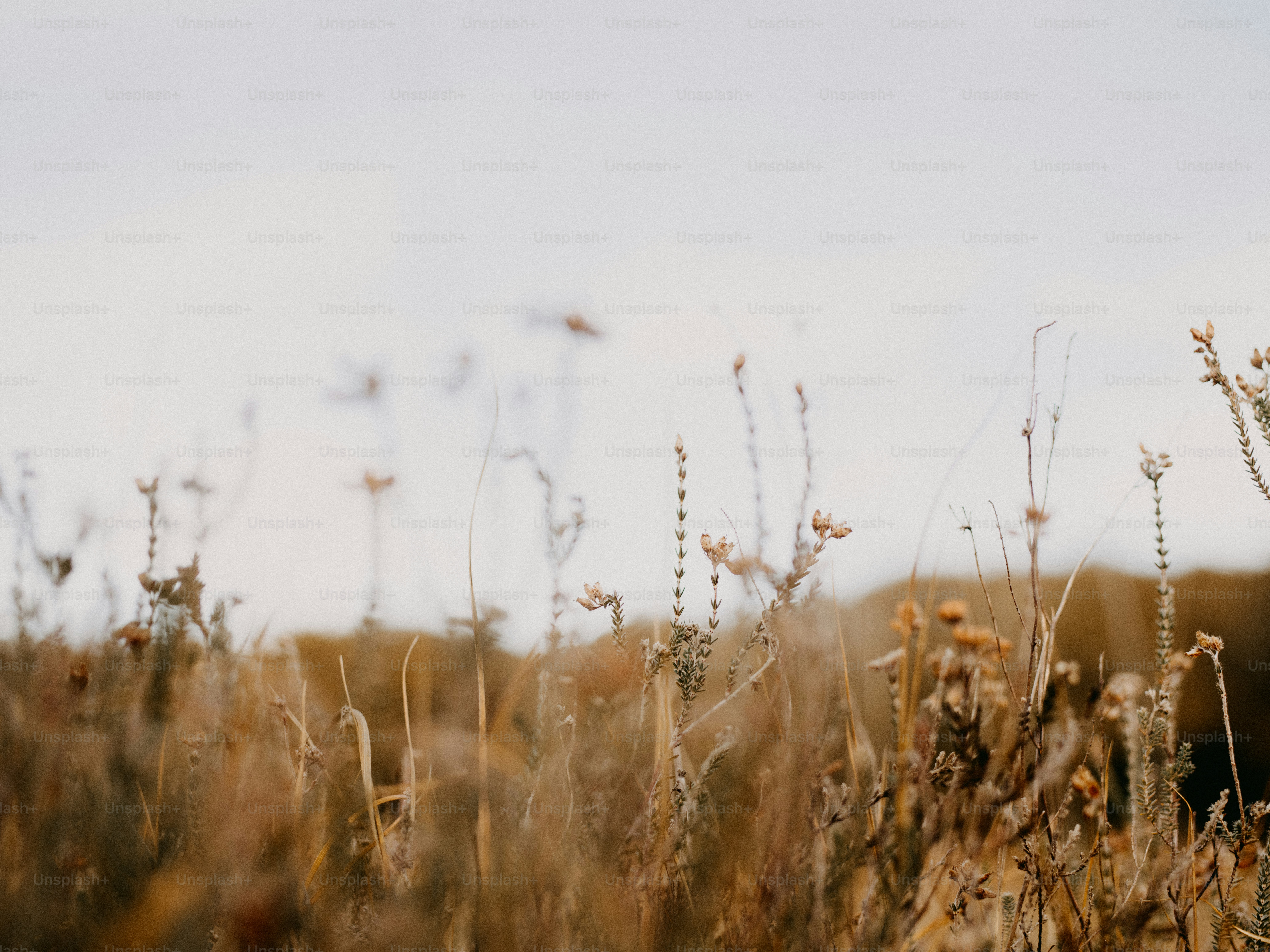 Dry grasses and wildflowers against a pale sky photo – Autumn Image on ...