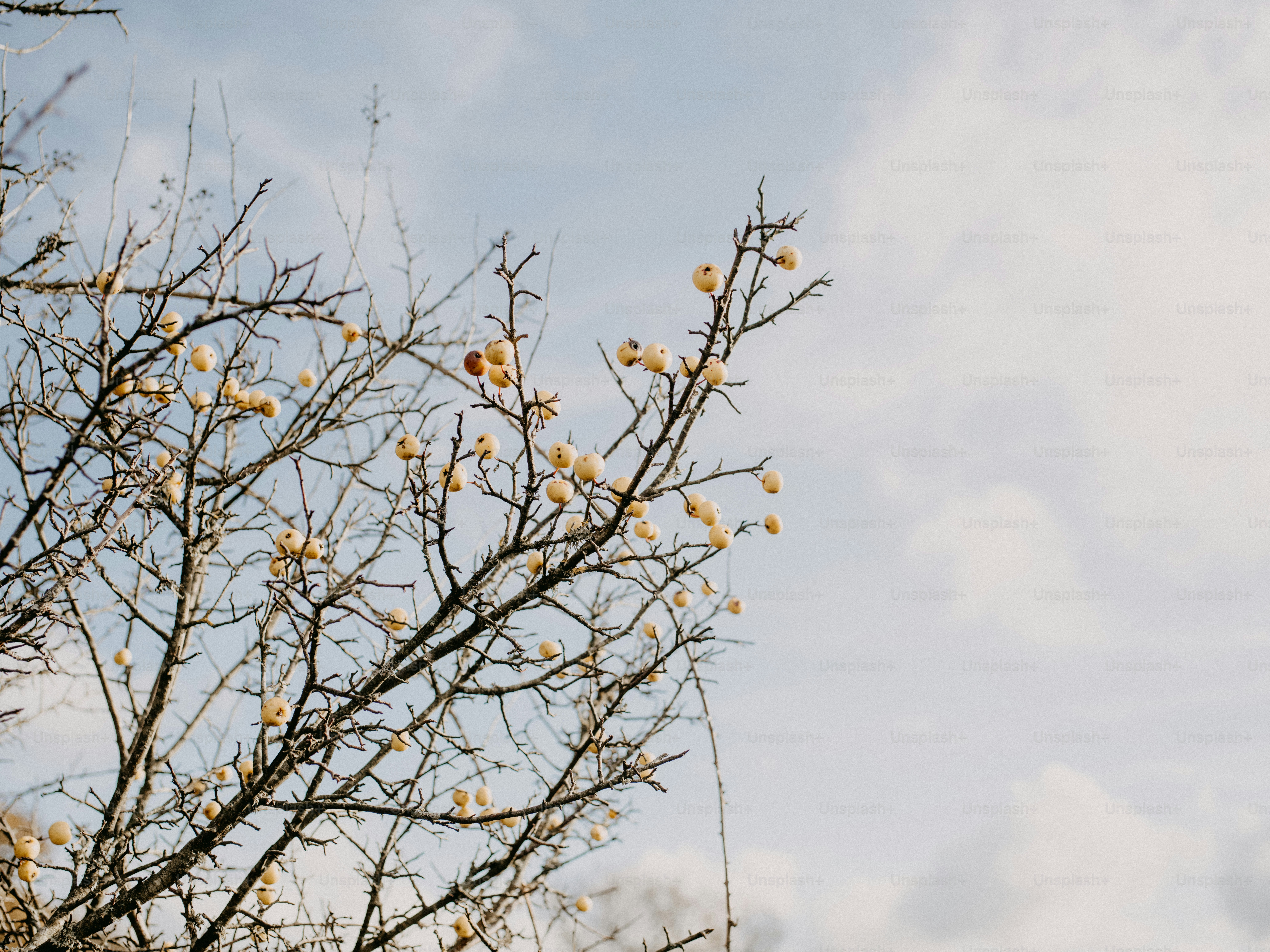 Bare tree branches with yellow buds against sky photo – Autumn Image on ...