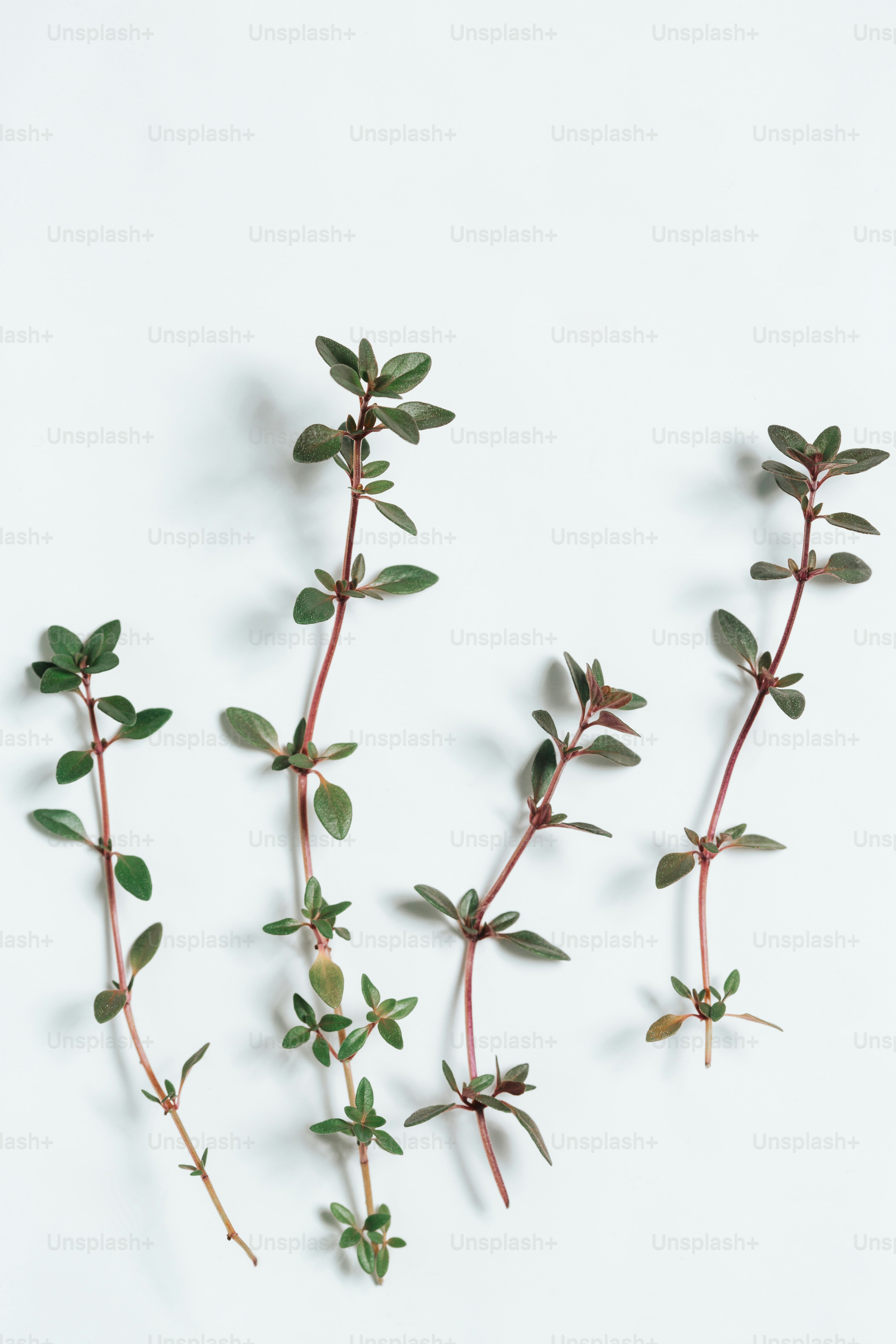 Fresh thyme sprigs arranged on a white background photo – Herbs Image ...