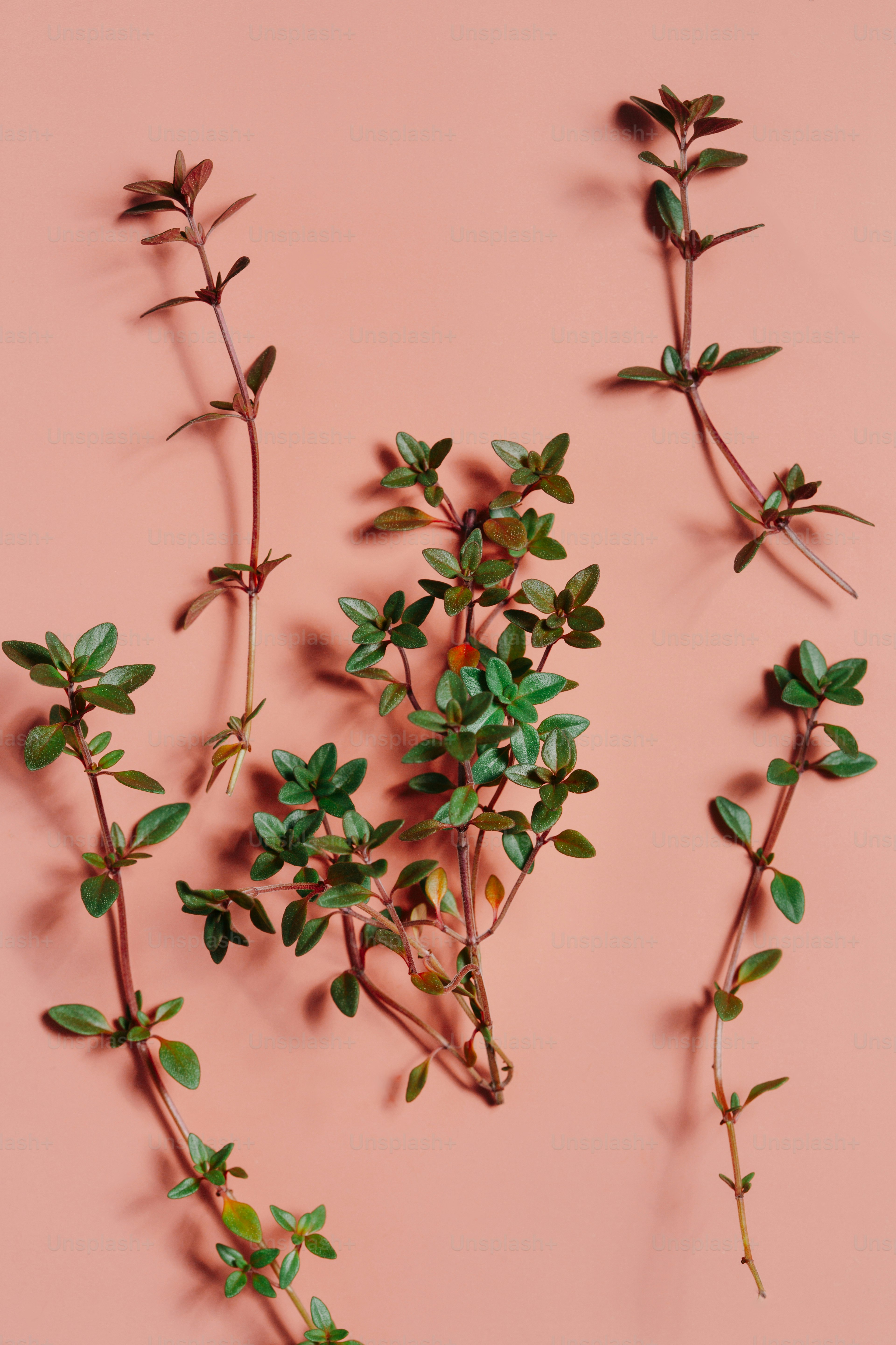Fresh thyme sprigs arranged on a white background photo – Herbs Image ...