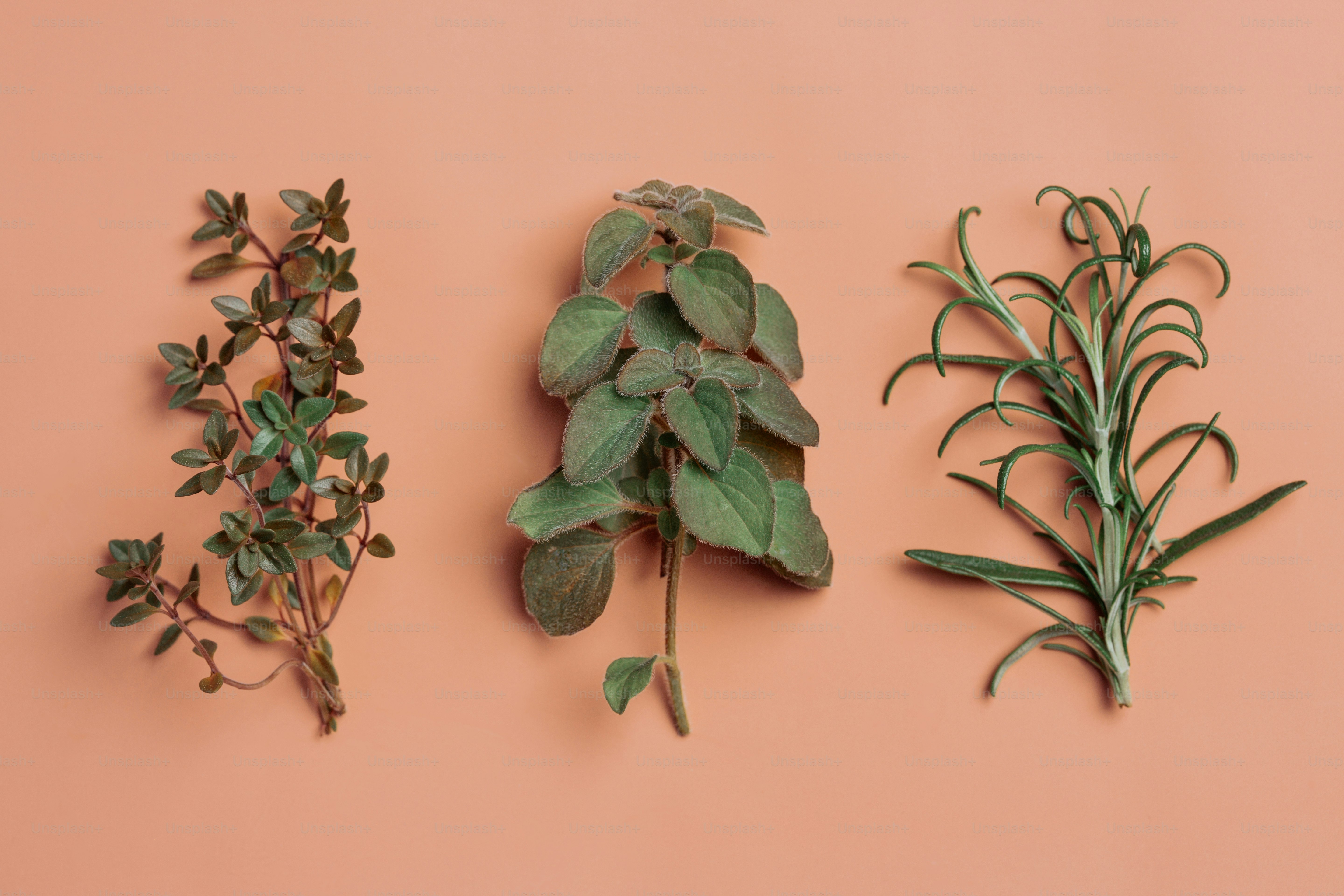 Several sprigs of fresh thyme on a pink background. photo – Herbs Image ...