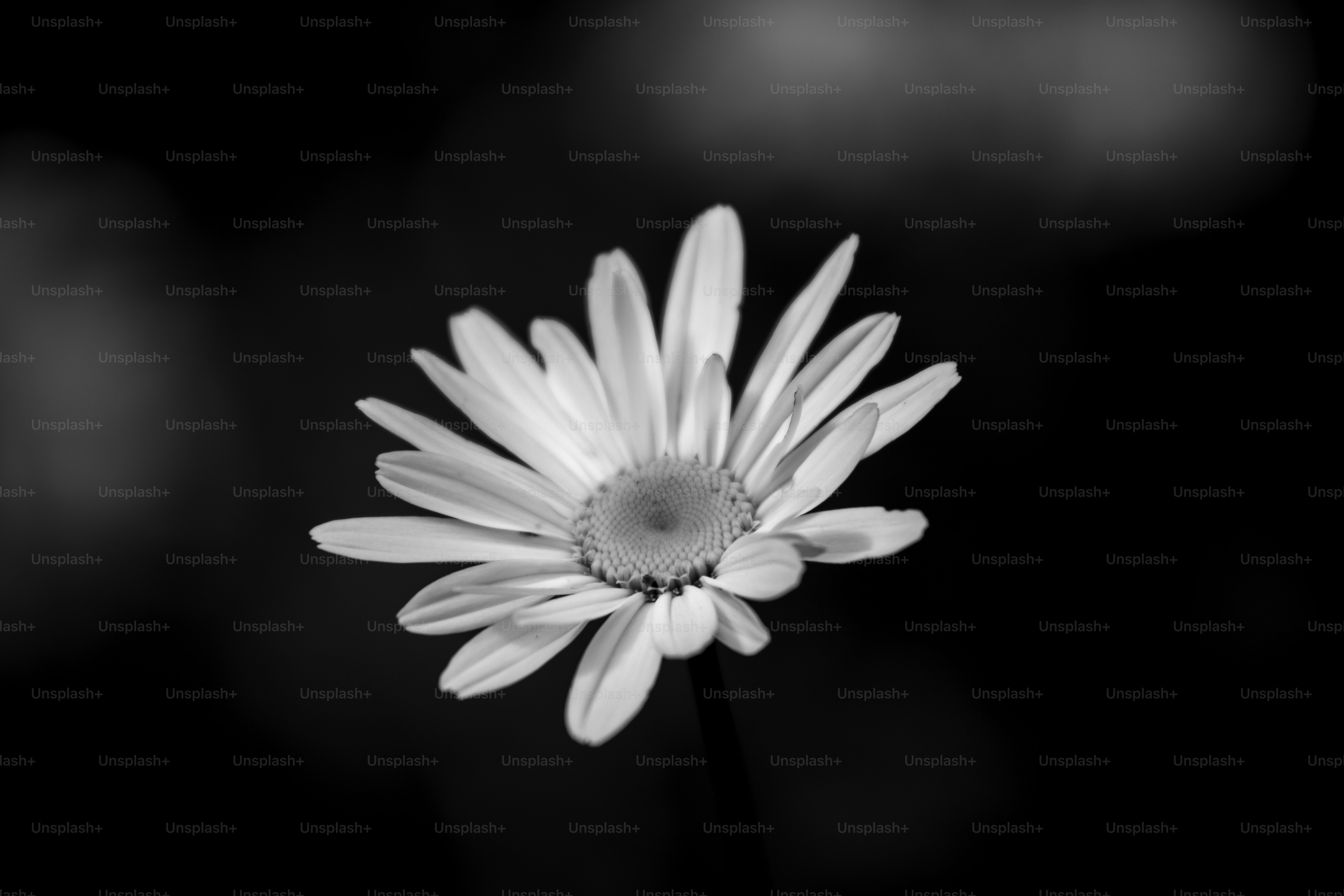 A single daisy flower in black and white. photo – Wallpaper Image on ...