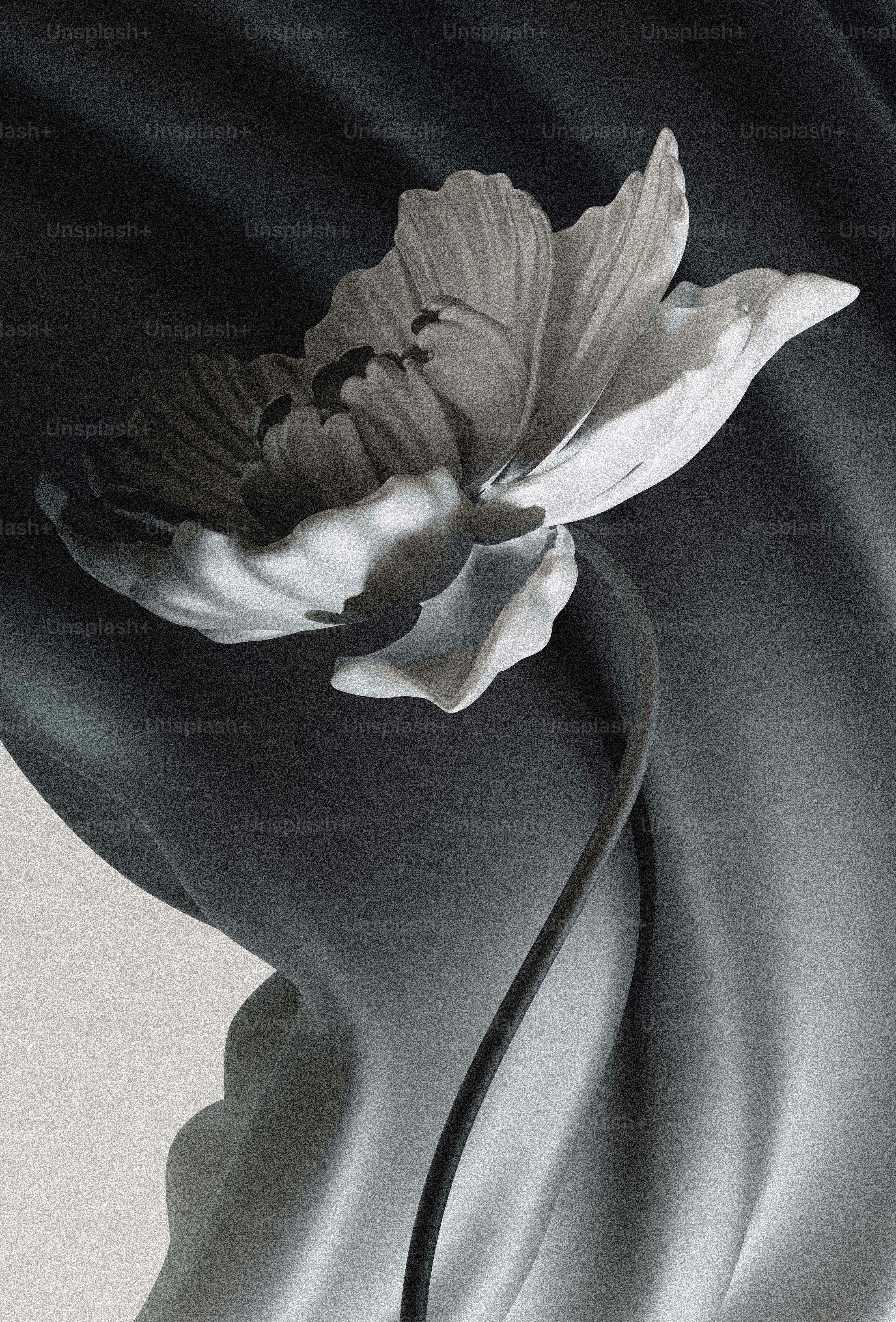 A delicate white poppy flower with flowing fabric photo – Flower Image ...