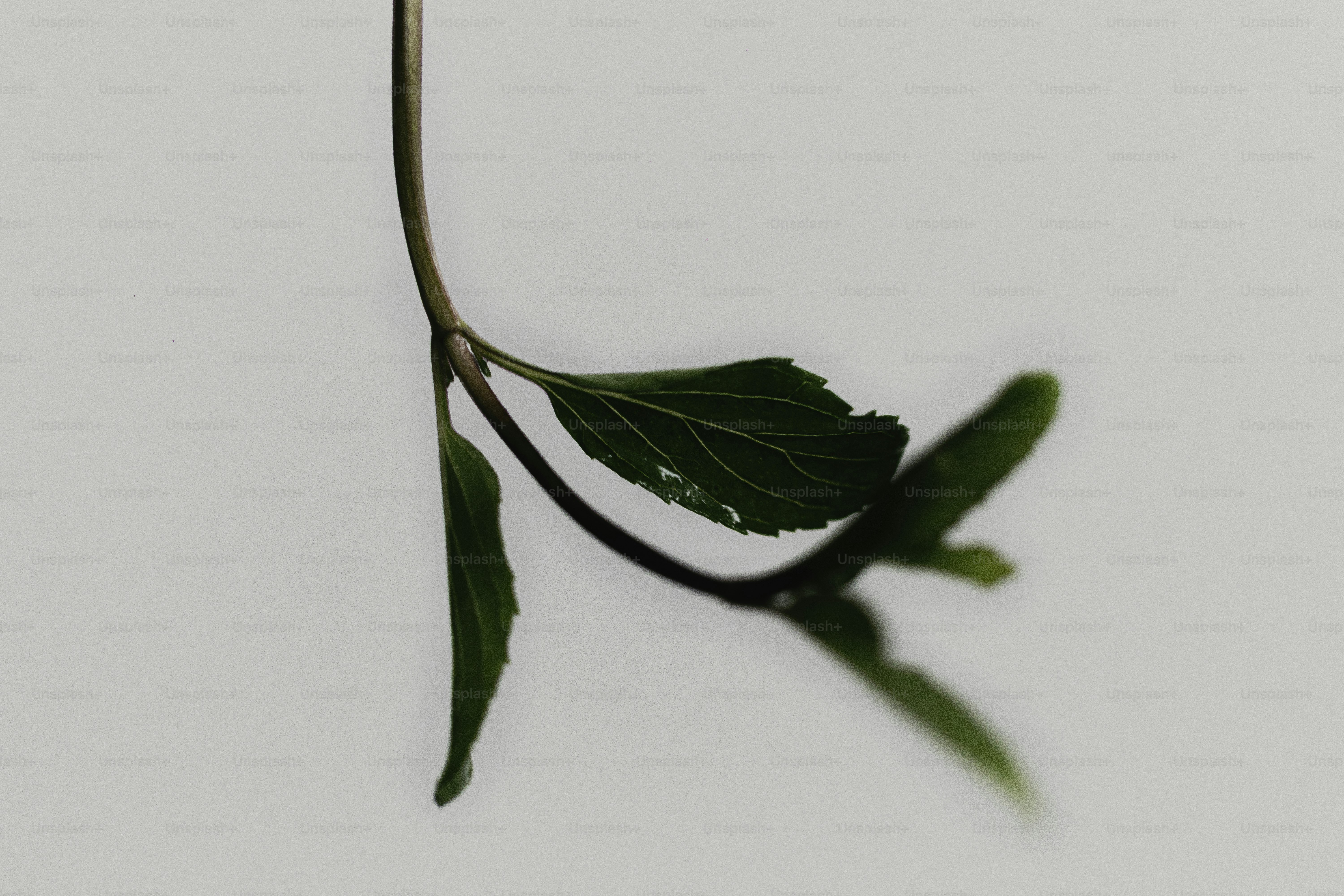 A delicate green plant stem with leaves photo – Herbs Image on Unsplash