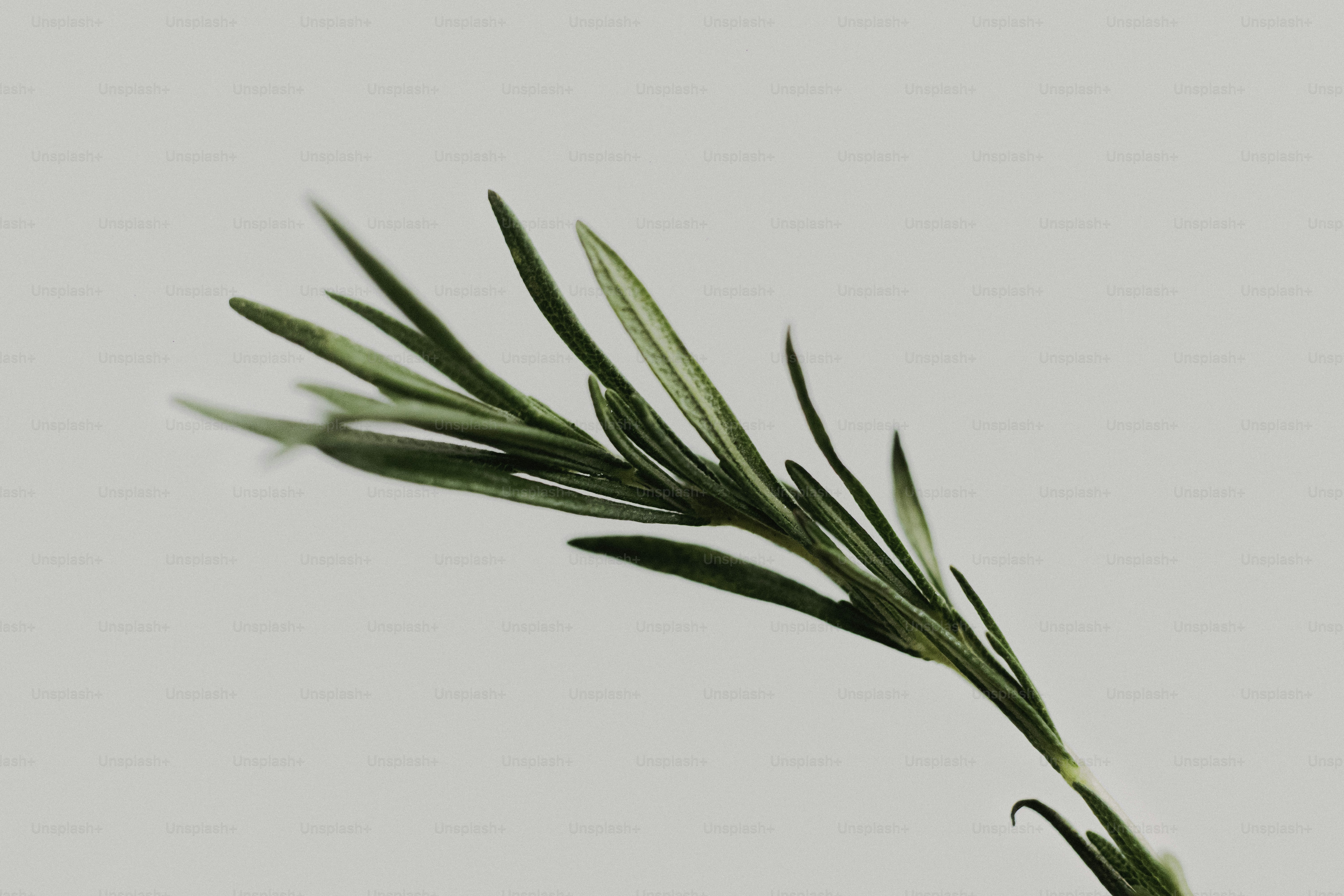 A single sprig of fresh rosemary on a light background photo – Green ...
