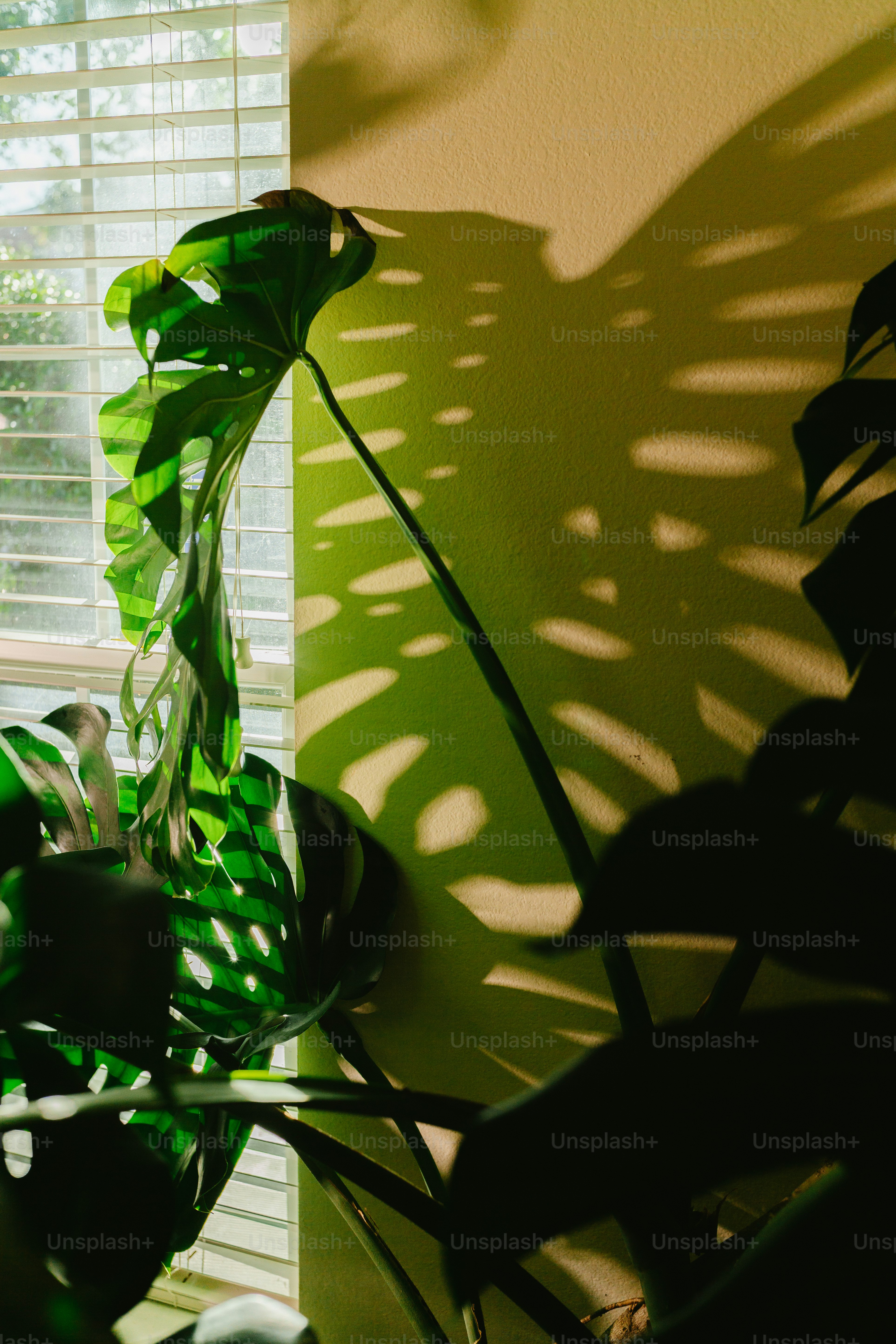 Monstera plant leaves casting shadows on wall. photo – Greenery Image ...