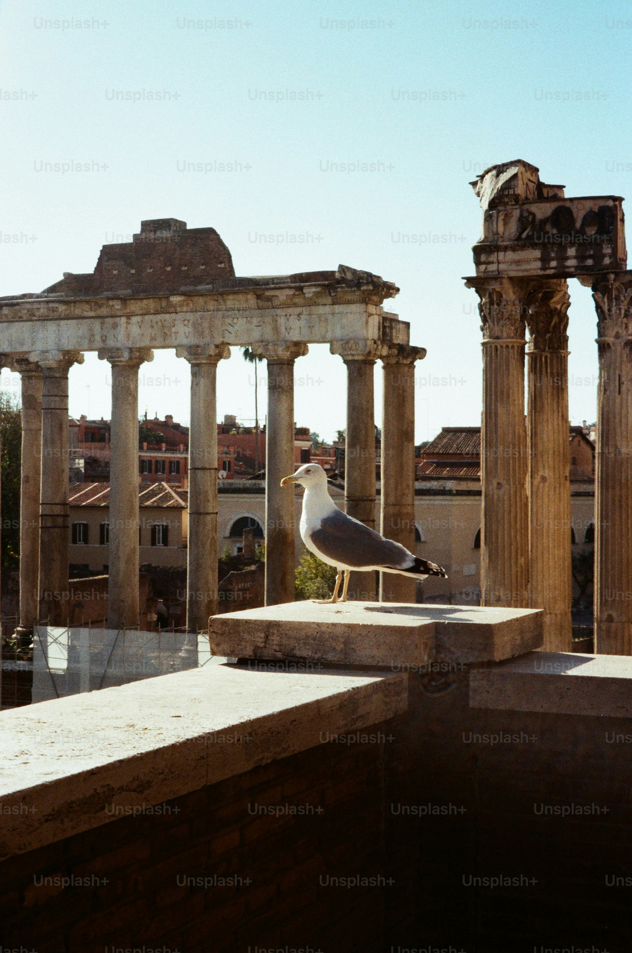 Seagull perched on stone with ancient ruins behind. photo – Bird Image ...