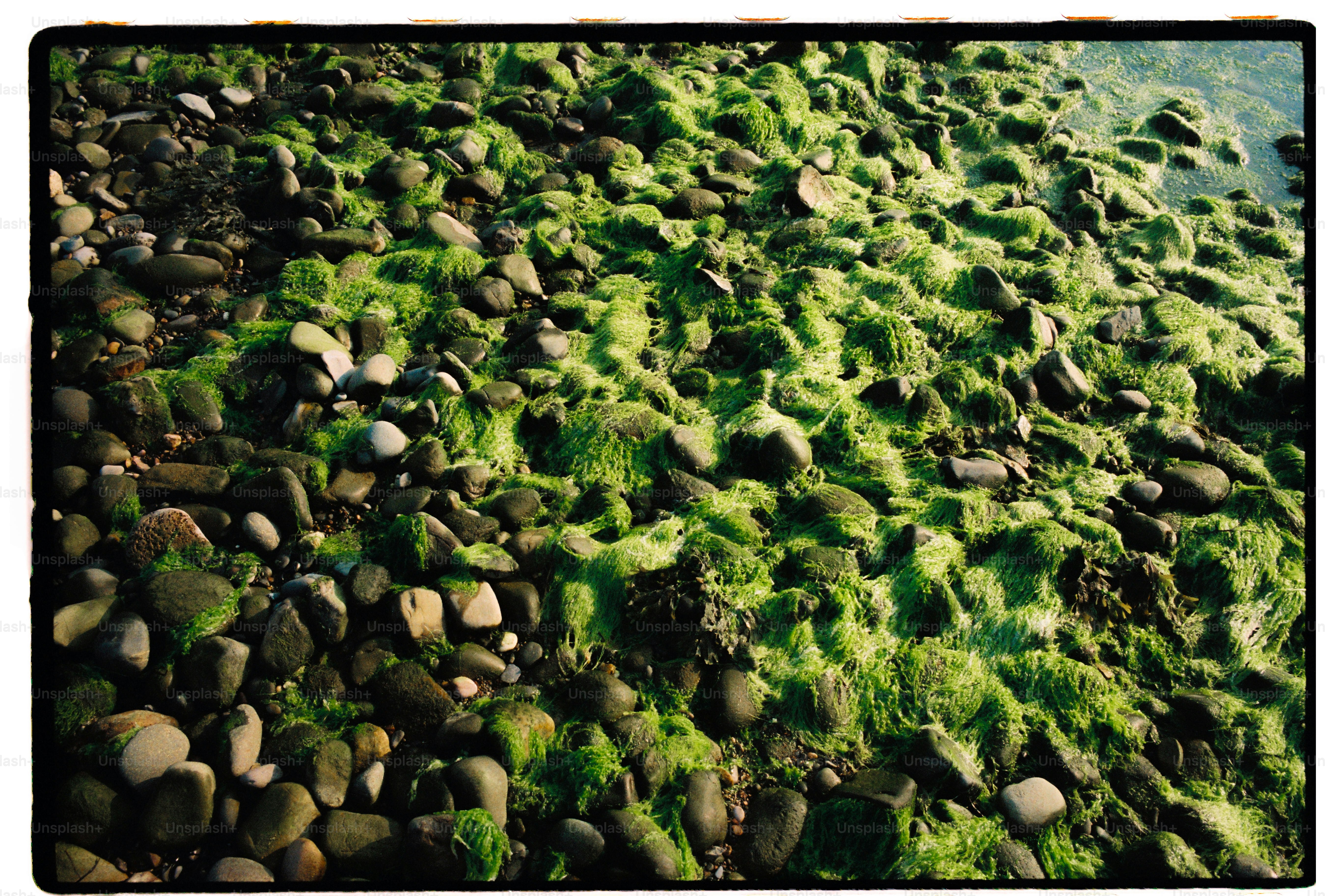 Green moss and rocks on a shoreline photo – Beach Image on Unsplash