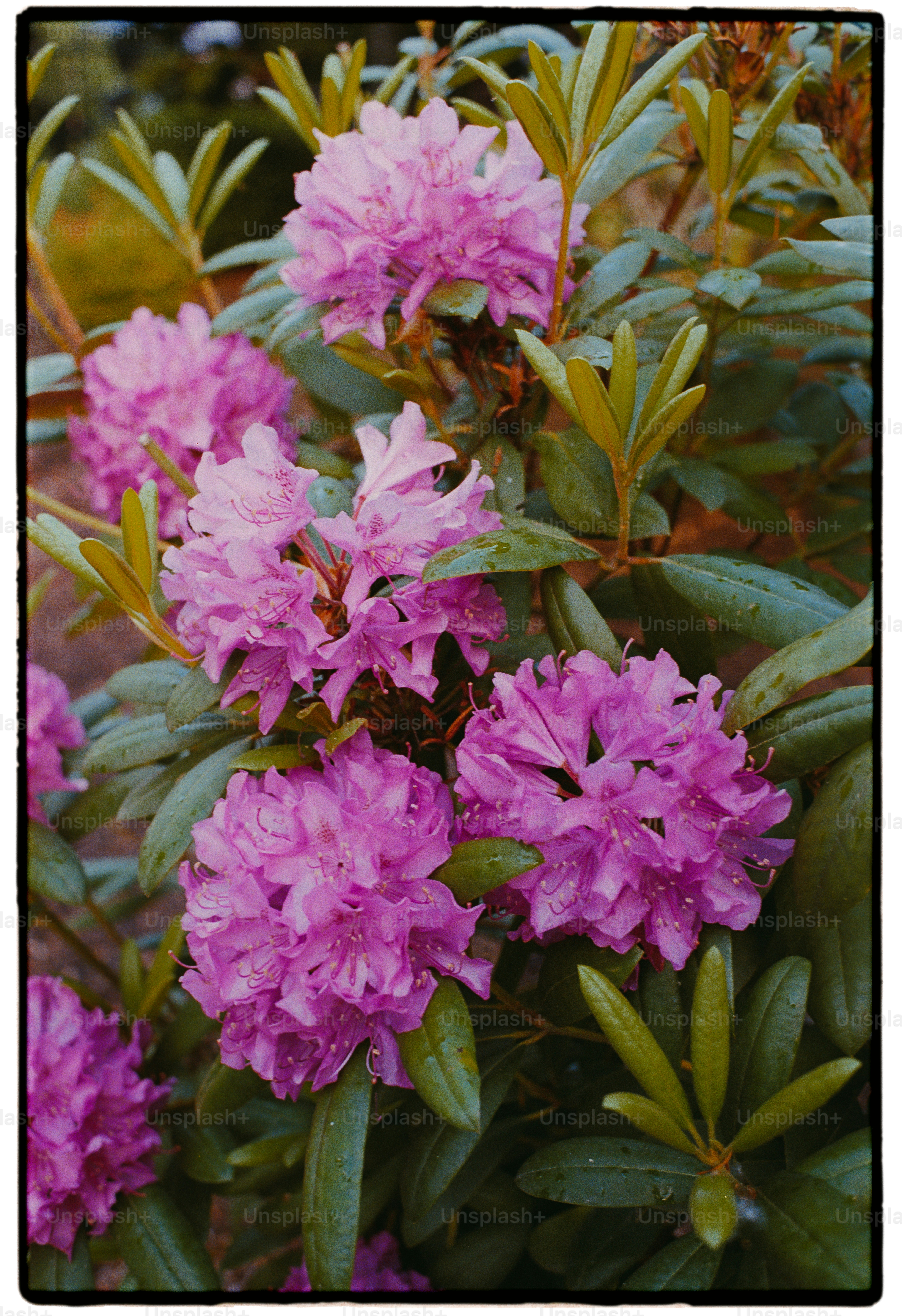 Green ferns in a dense forest with sunlight photo – Forest Image on ...