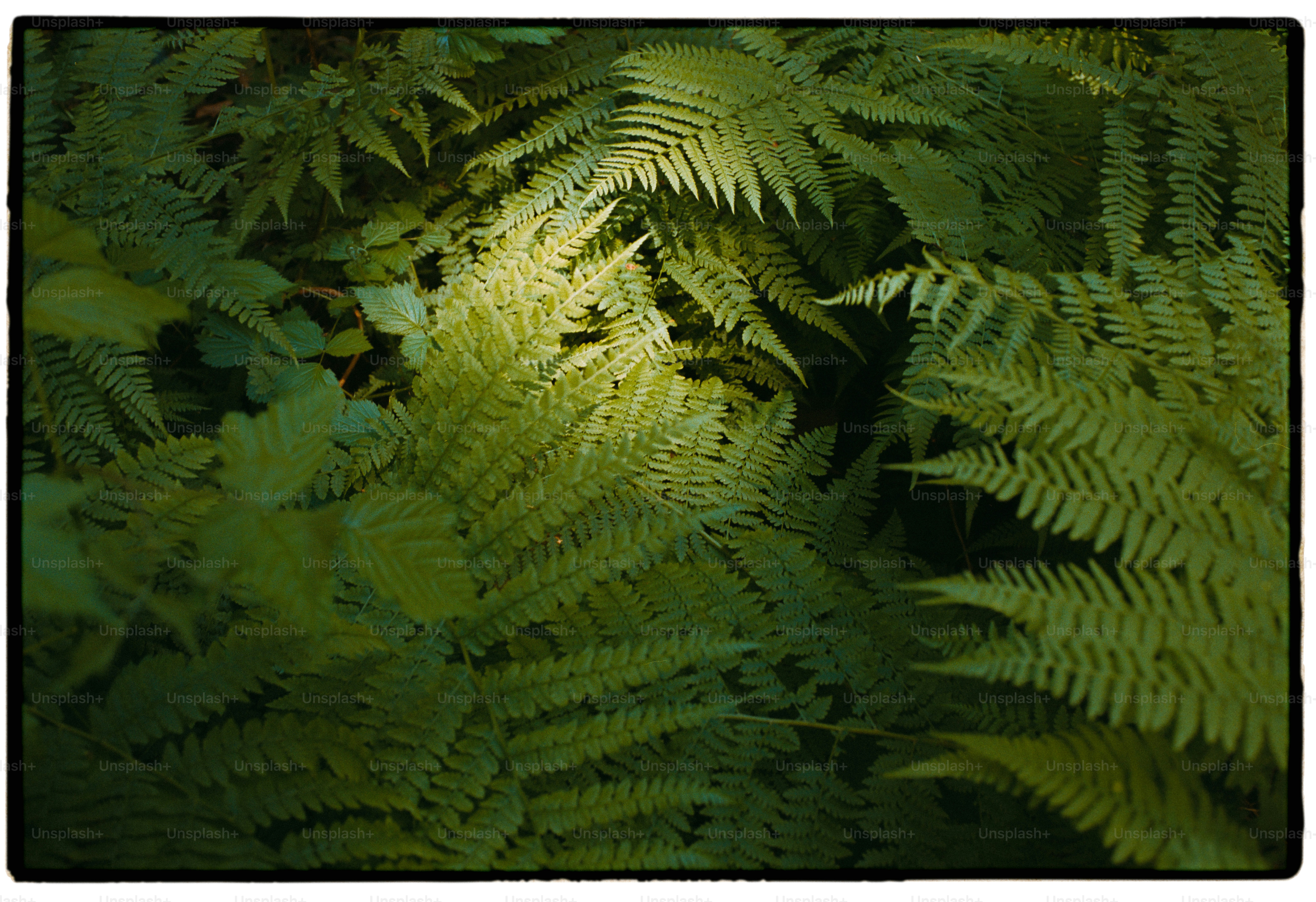 Green ferns in a dense forest with sunlight photo – Forest Image on ...