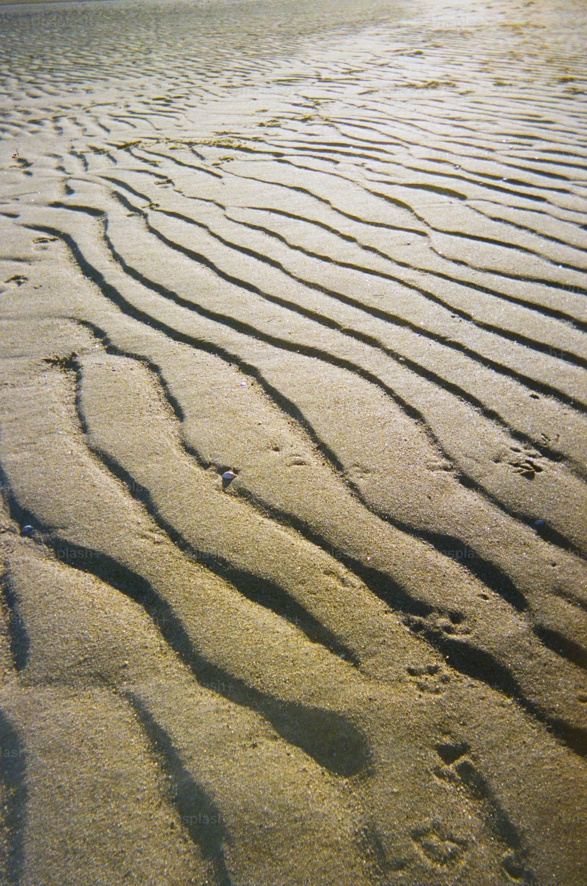 Tall trees in a dense, green forest. photo – Film Image on Unsplash
