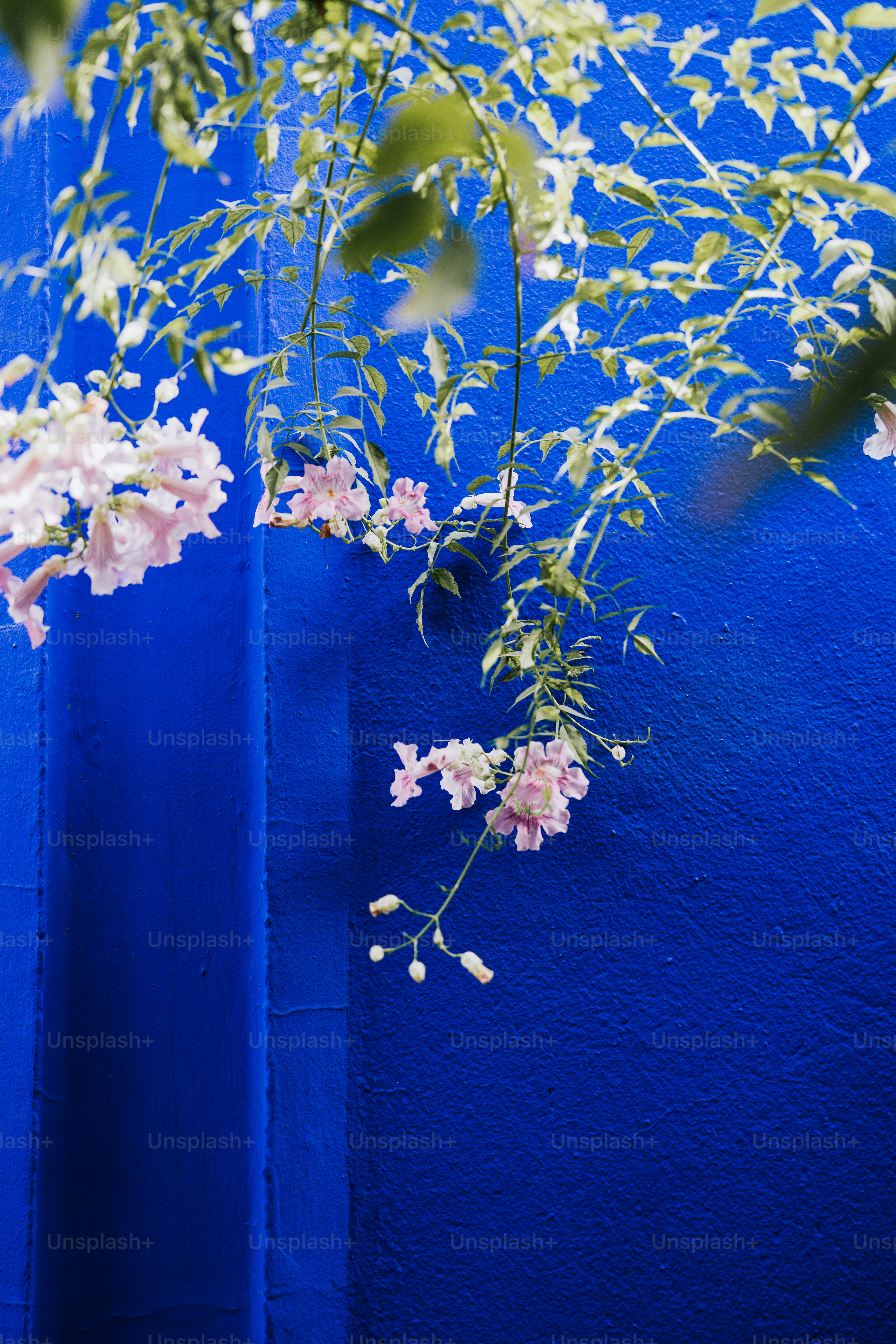Delicate pink flowers bloom against a vibrant blue wall. photo – Image ...
