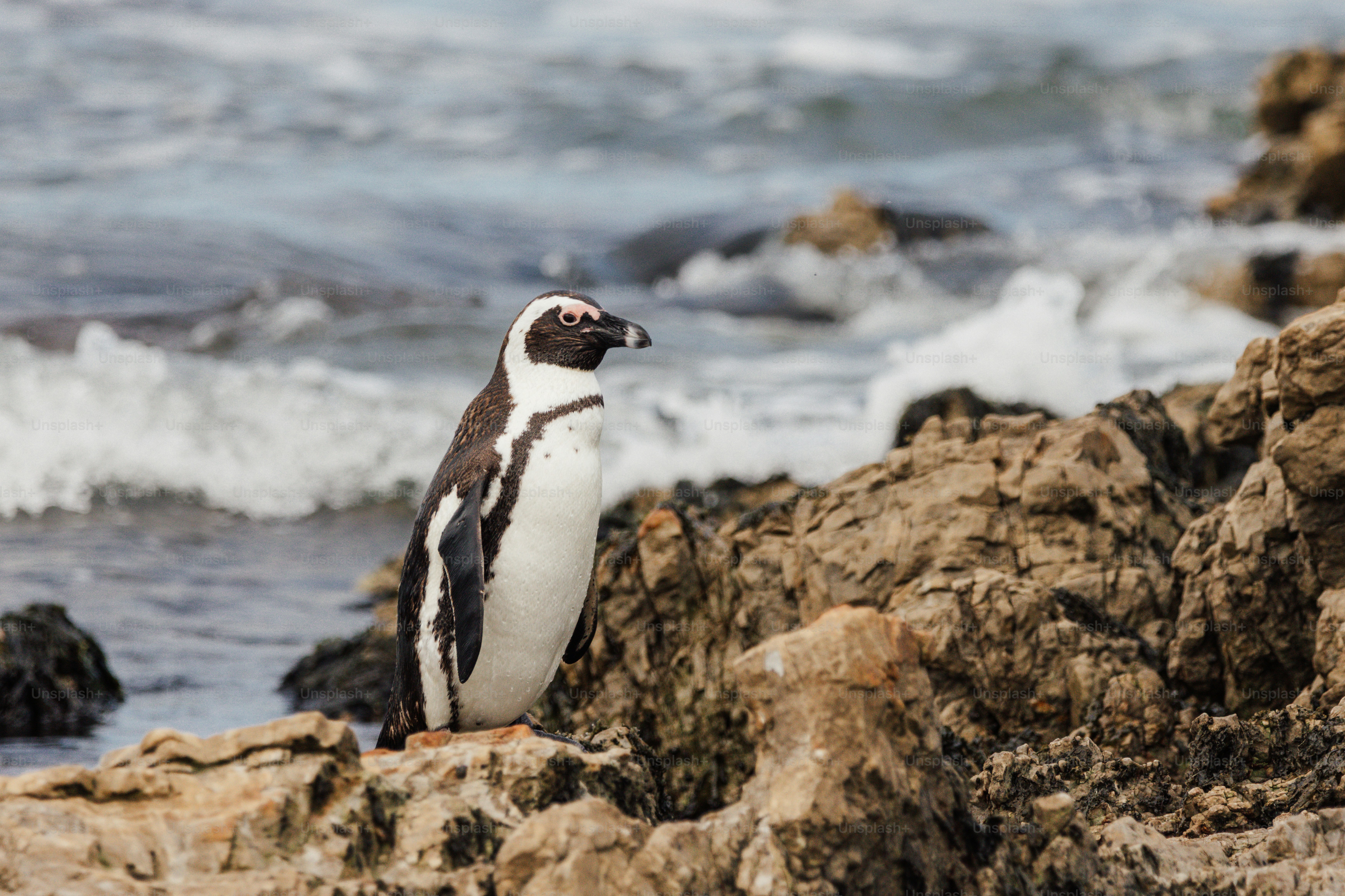 Penguin standing on rocky shore near ocean waves photo – Animal Image ...