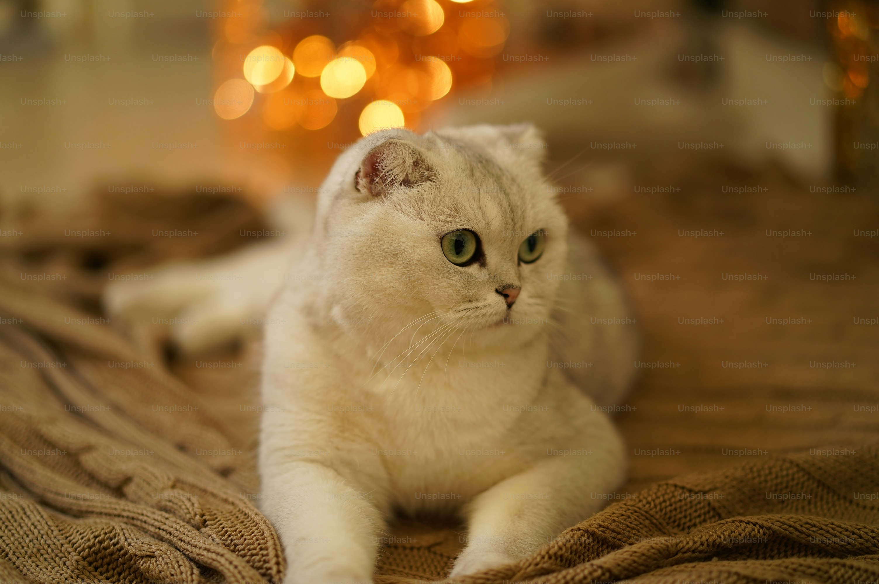 A fluffy white cat with green eyes lies down. photo – Christmas Image ...