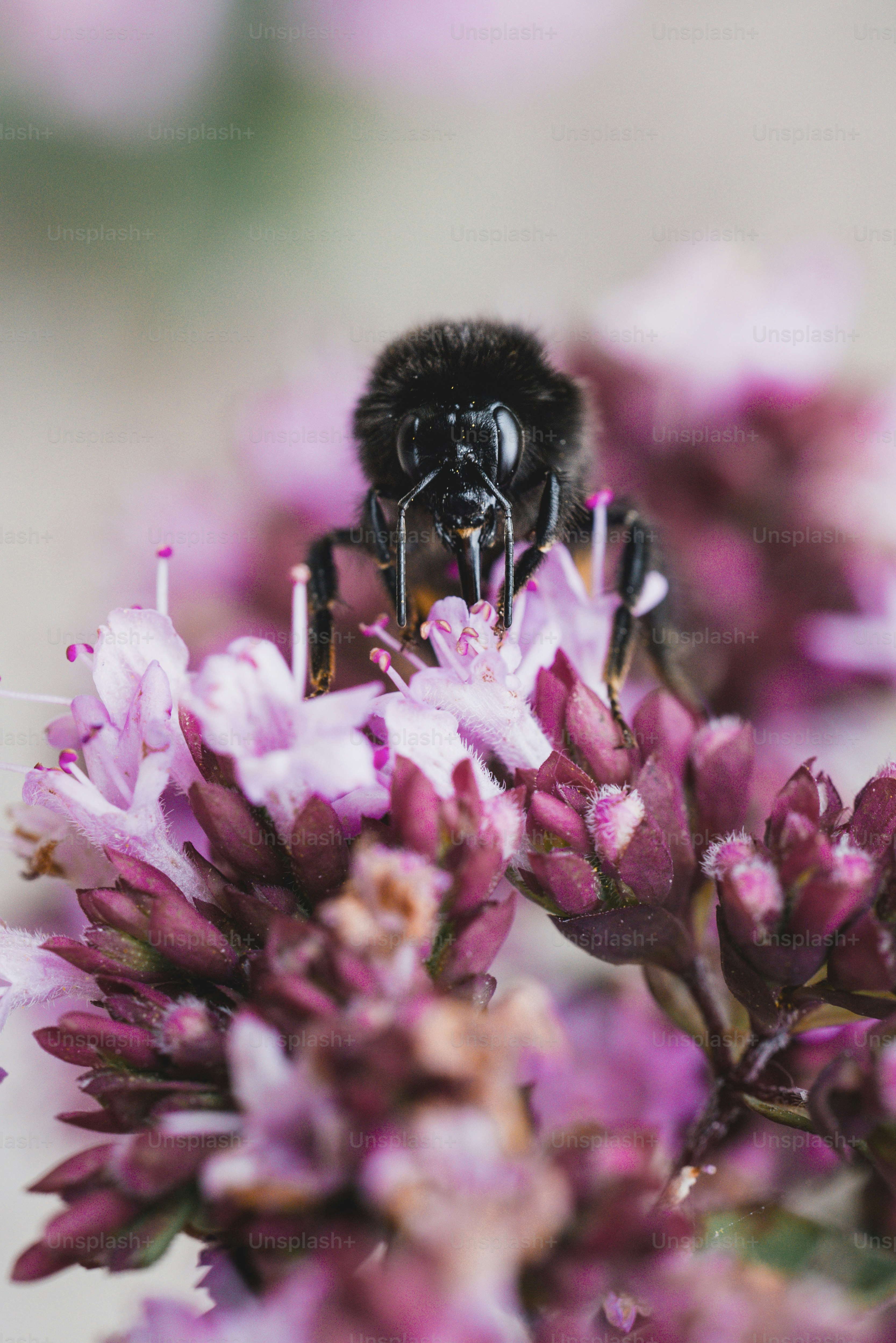 Aerial view of a castle and village by a river photo – River Image on ...