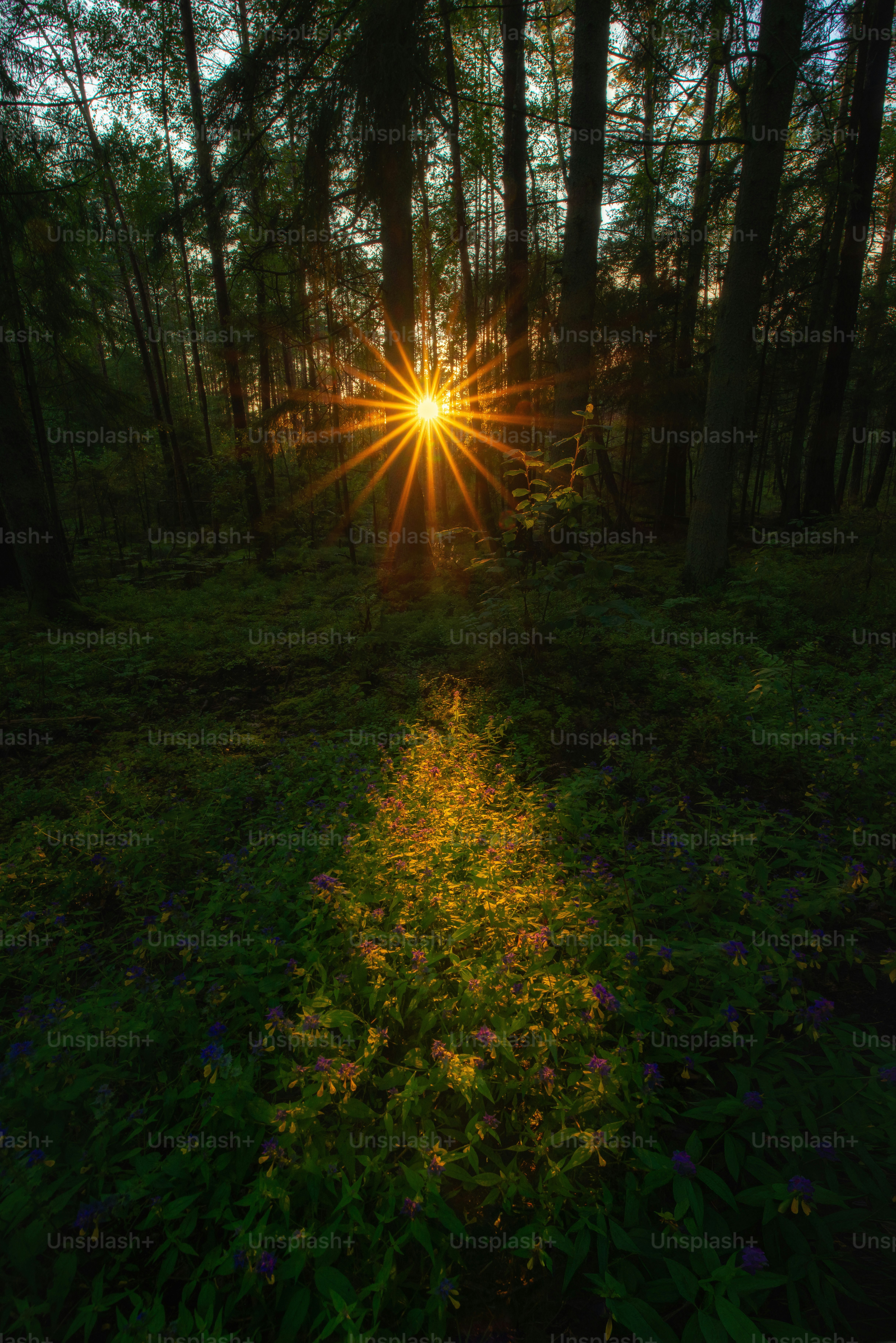 Sunburst shining through forest trees onto plants photo – Forest Image ...