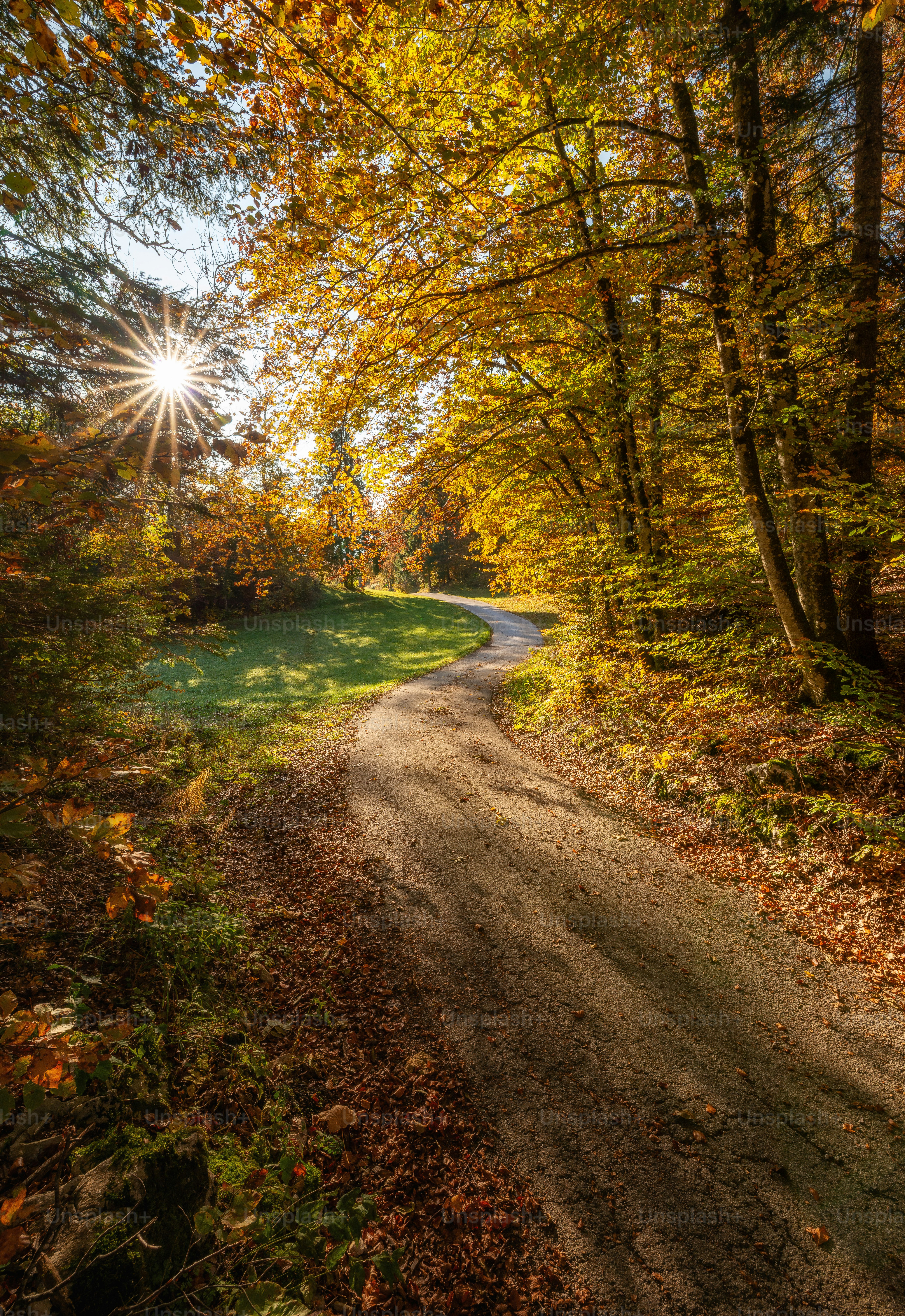 Sunlight streams through autumn trees onto a path. photo – Forest Image ...