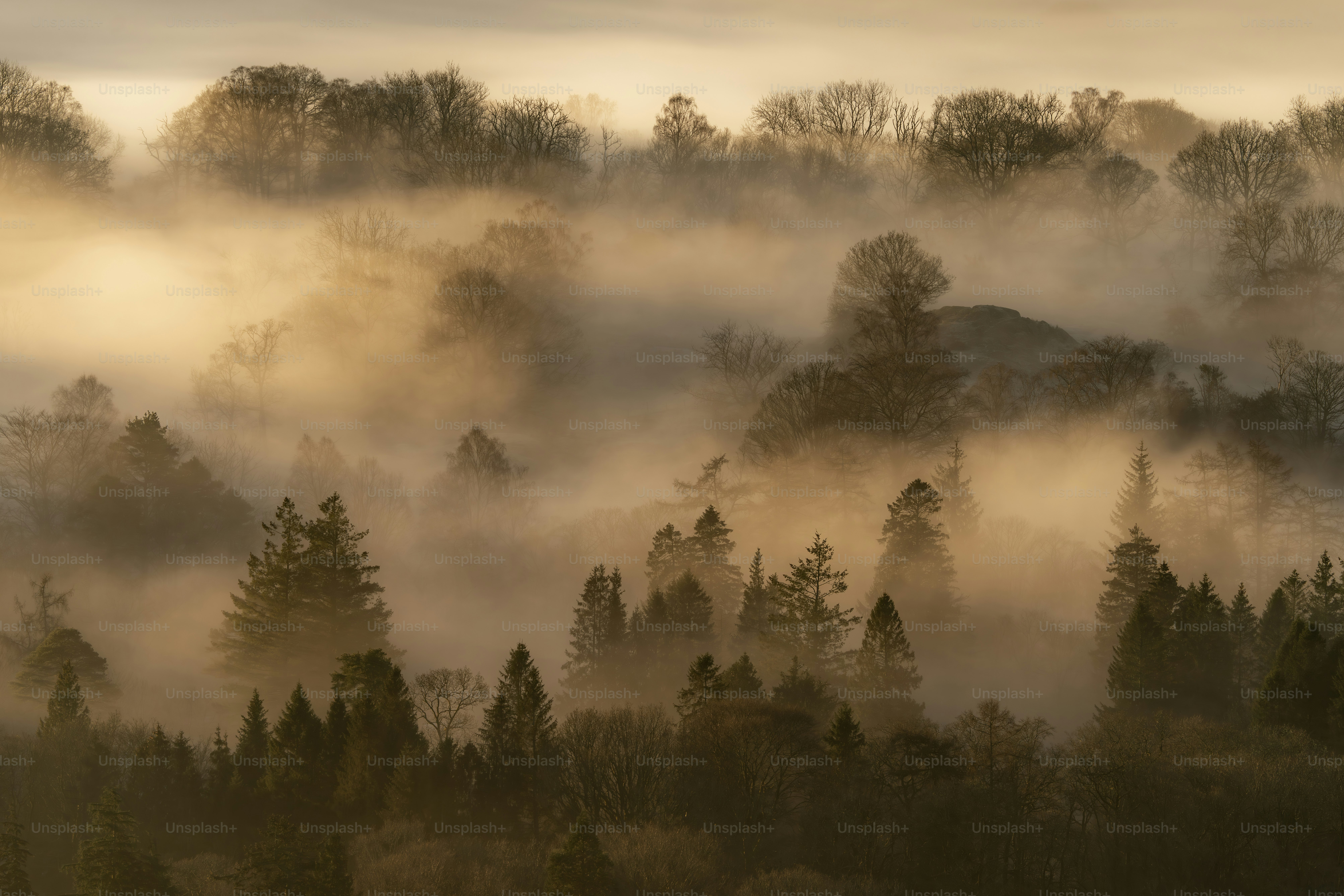 Misty forest landscape at sunrise with golden light. photo – Outdoor ...