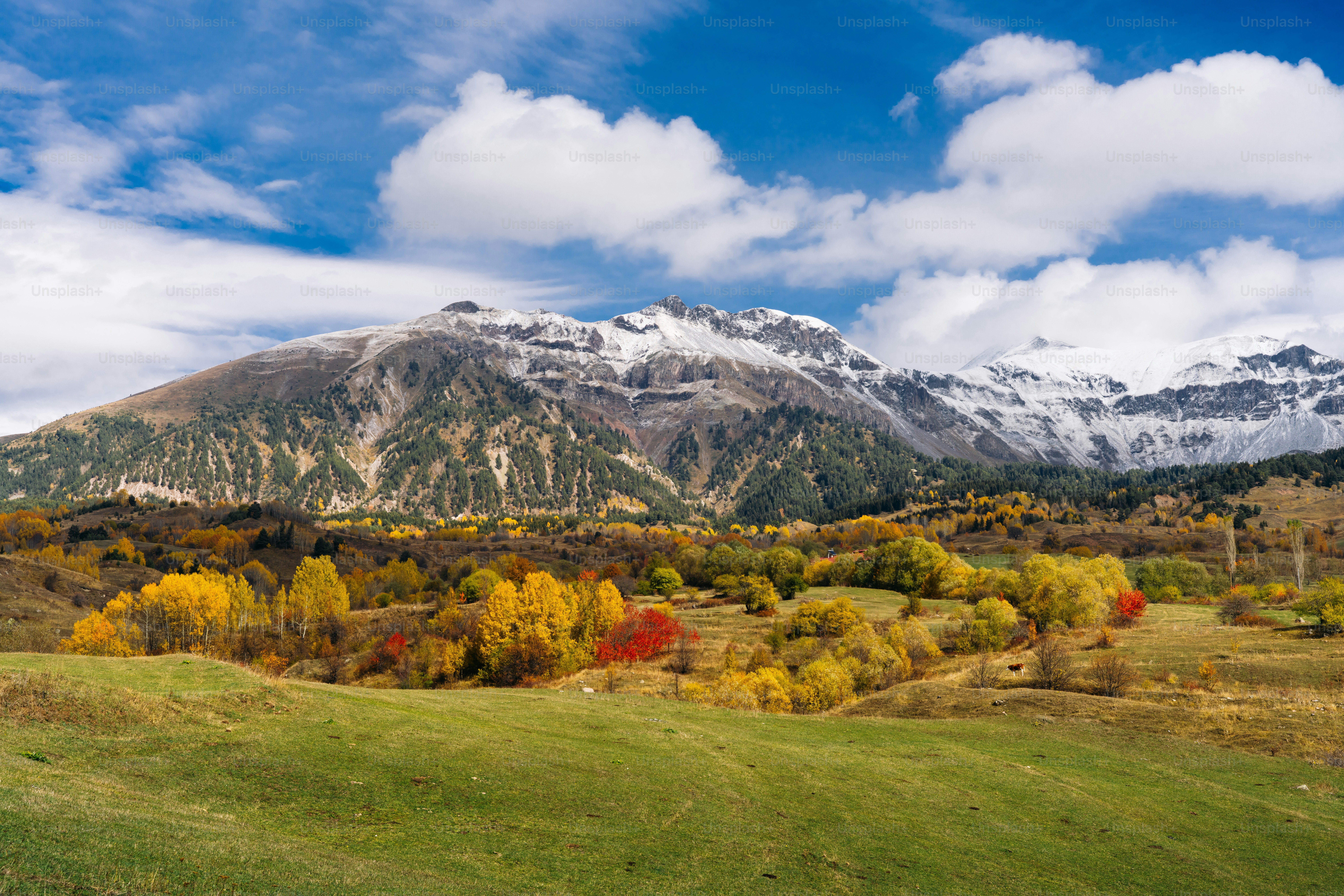 Autumn trees cover rolling hills below snow-capped mountains. photo ...