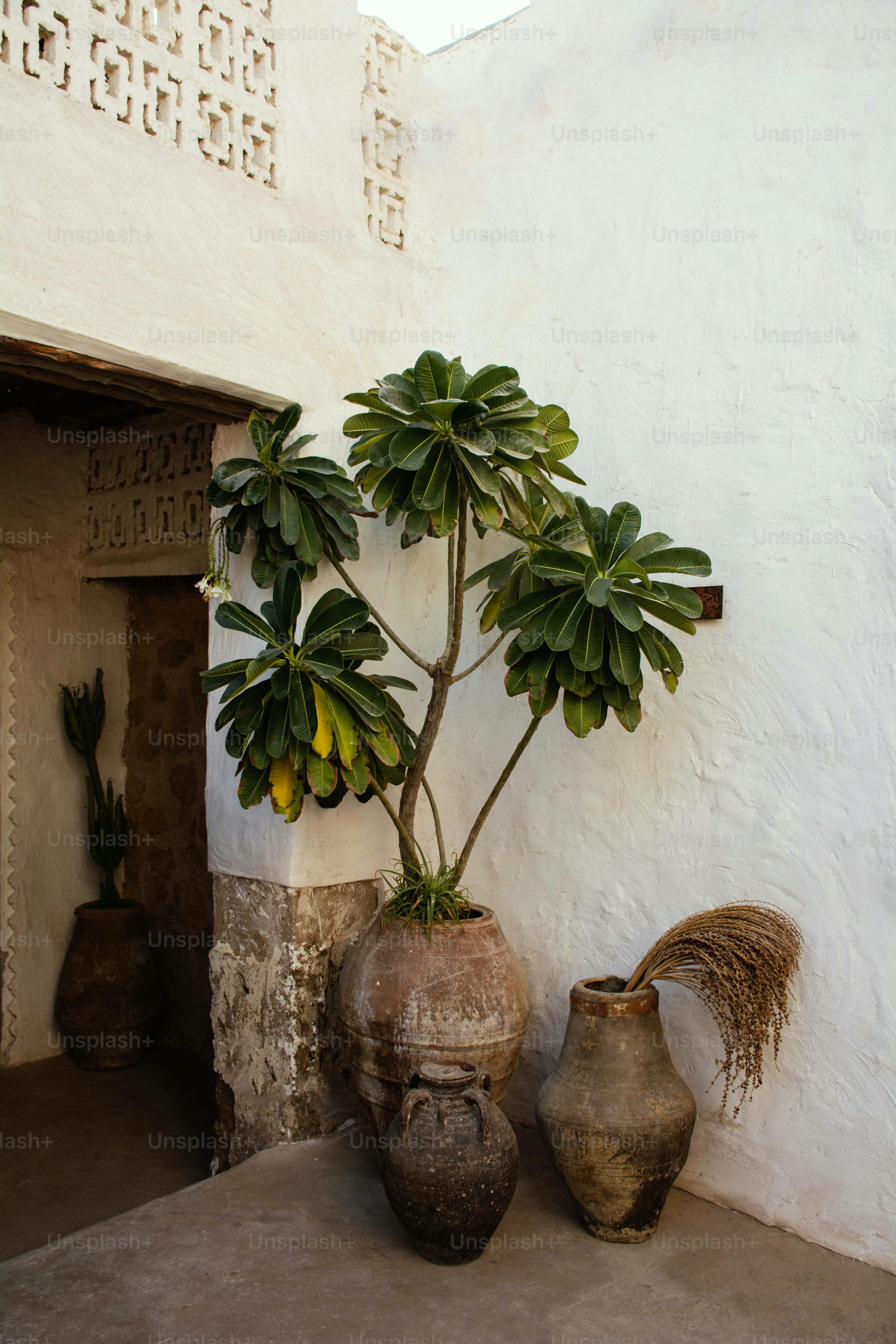 Potted plants and rustic pottery in a courtyard photo – Still life ...