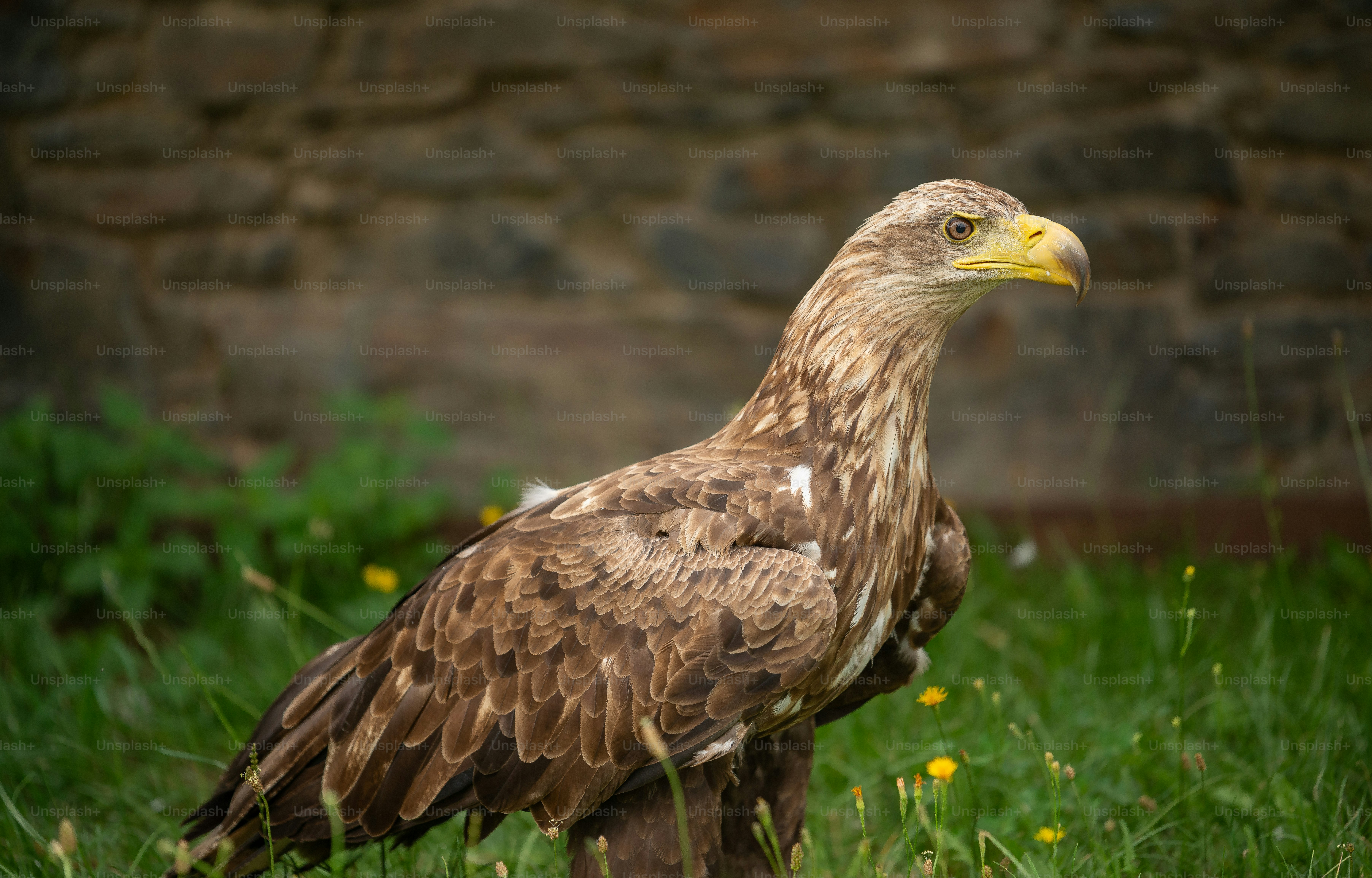 A majestic eagle stands alert in grassy field. photo – Bird Image on ...