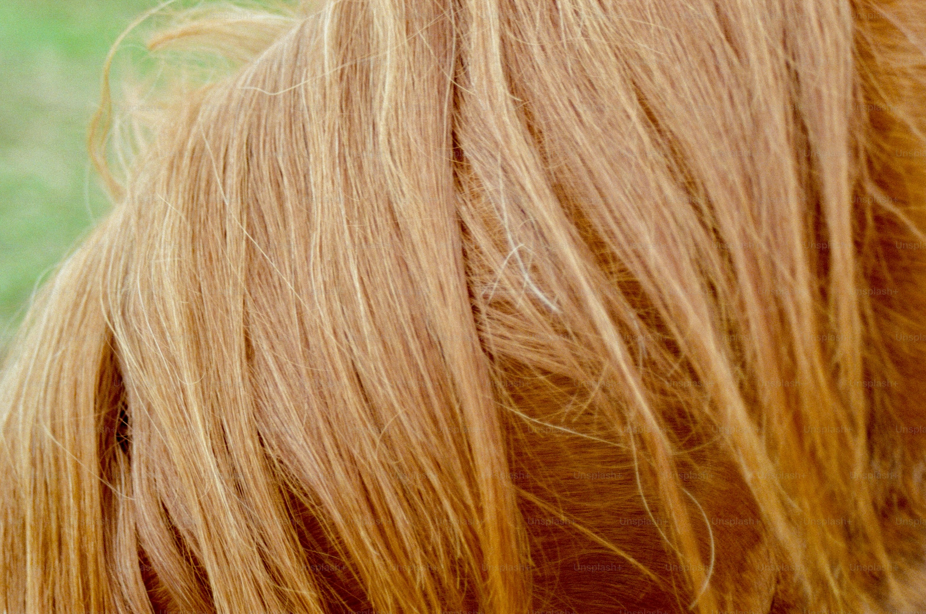 Close-up of a horse's long, flowing ginger mane photo – Animal Image on ...