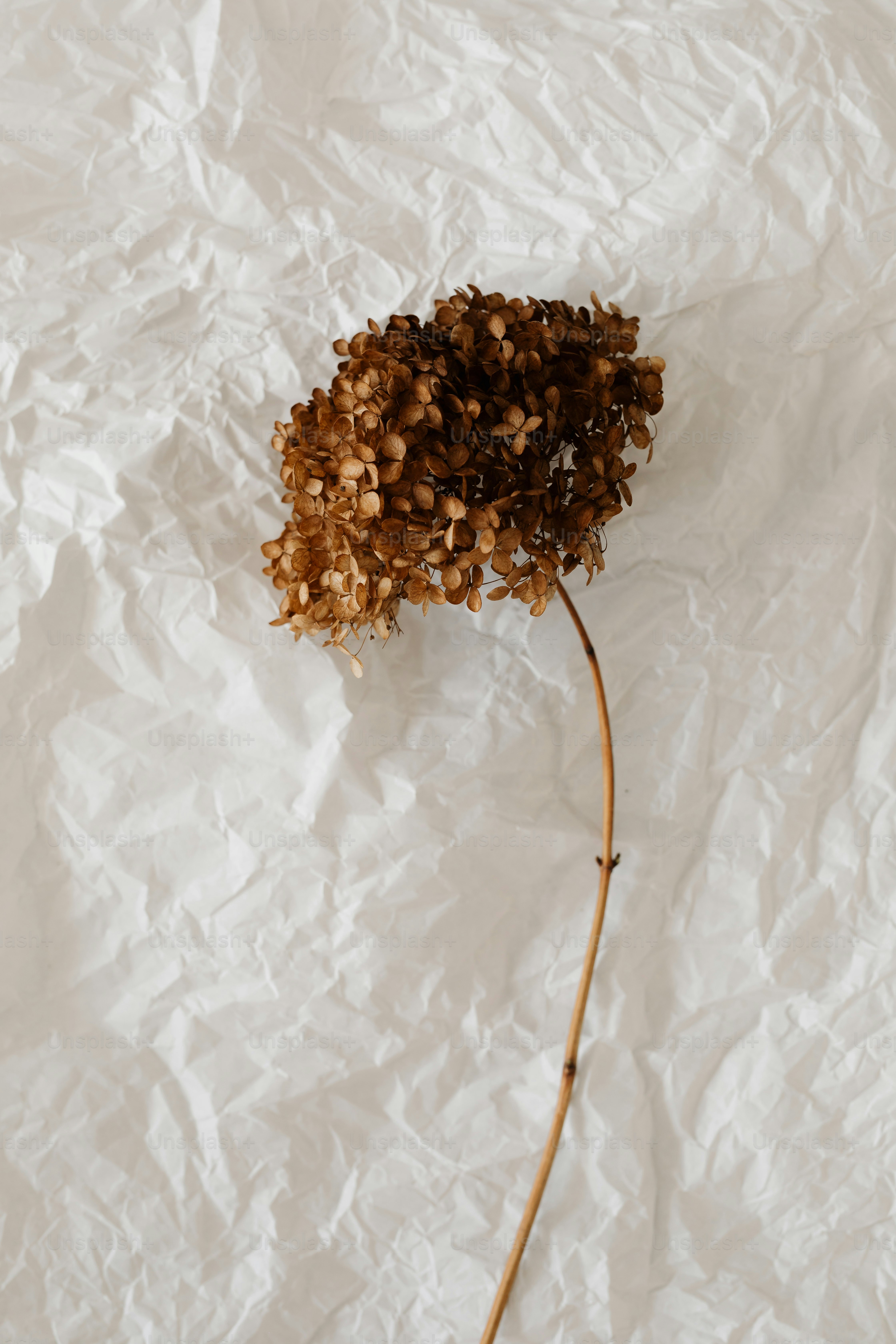 Dried flowers in a unique vase on a shelf. photo – Texture Image on ...