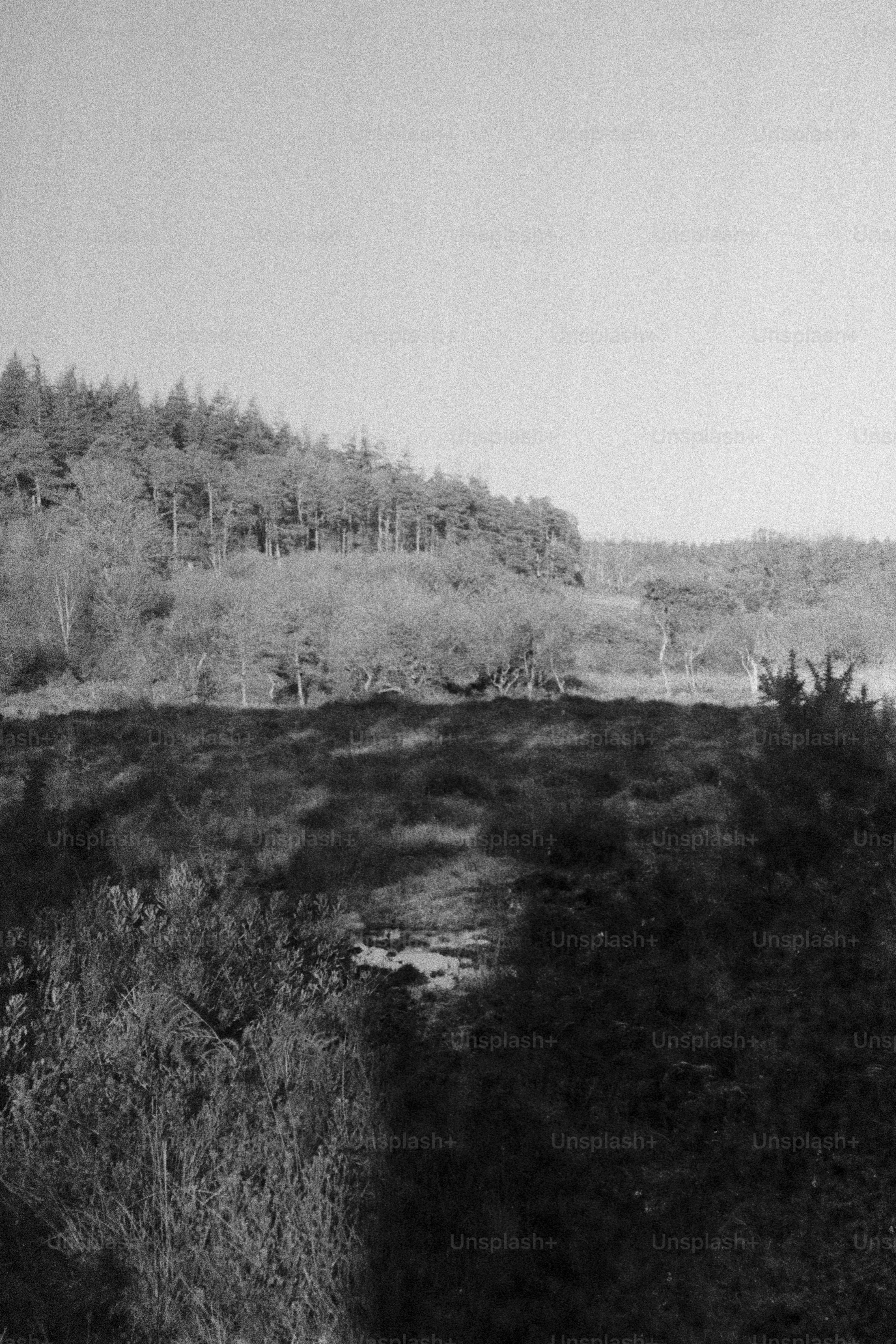 Black White Landscape Pictures | Download Free Images on Unsplash