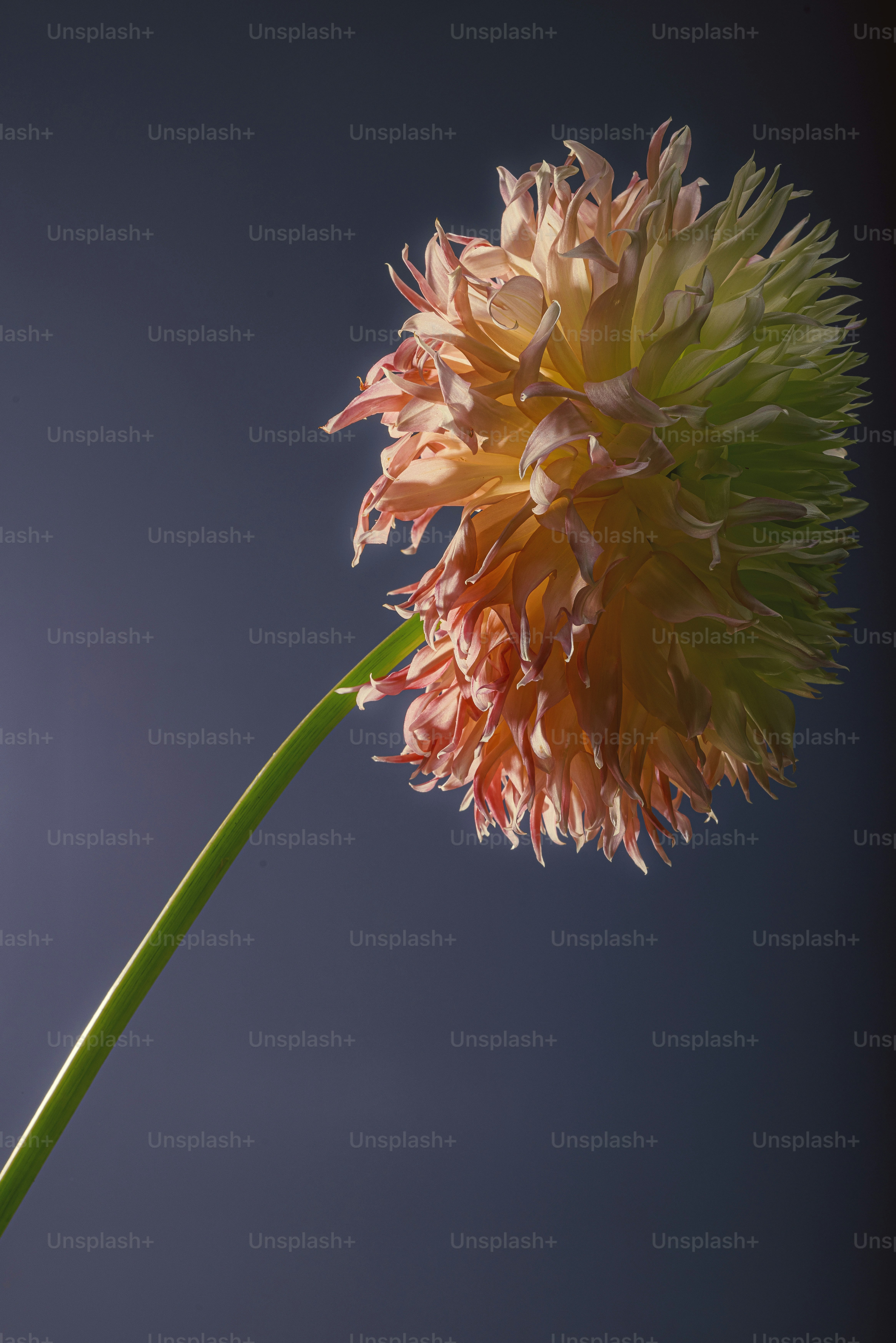 A wilting flower with delicate petals against dark background photo ...