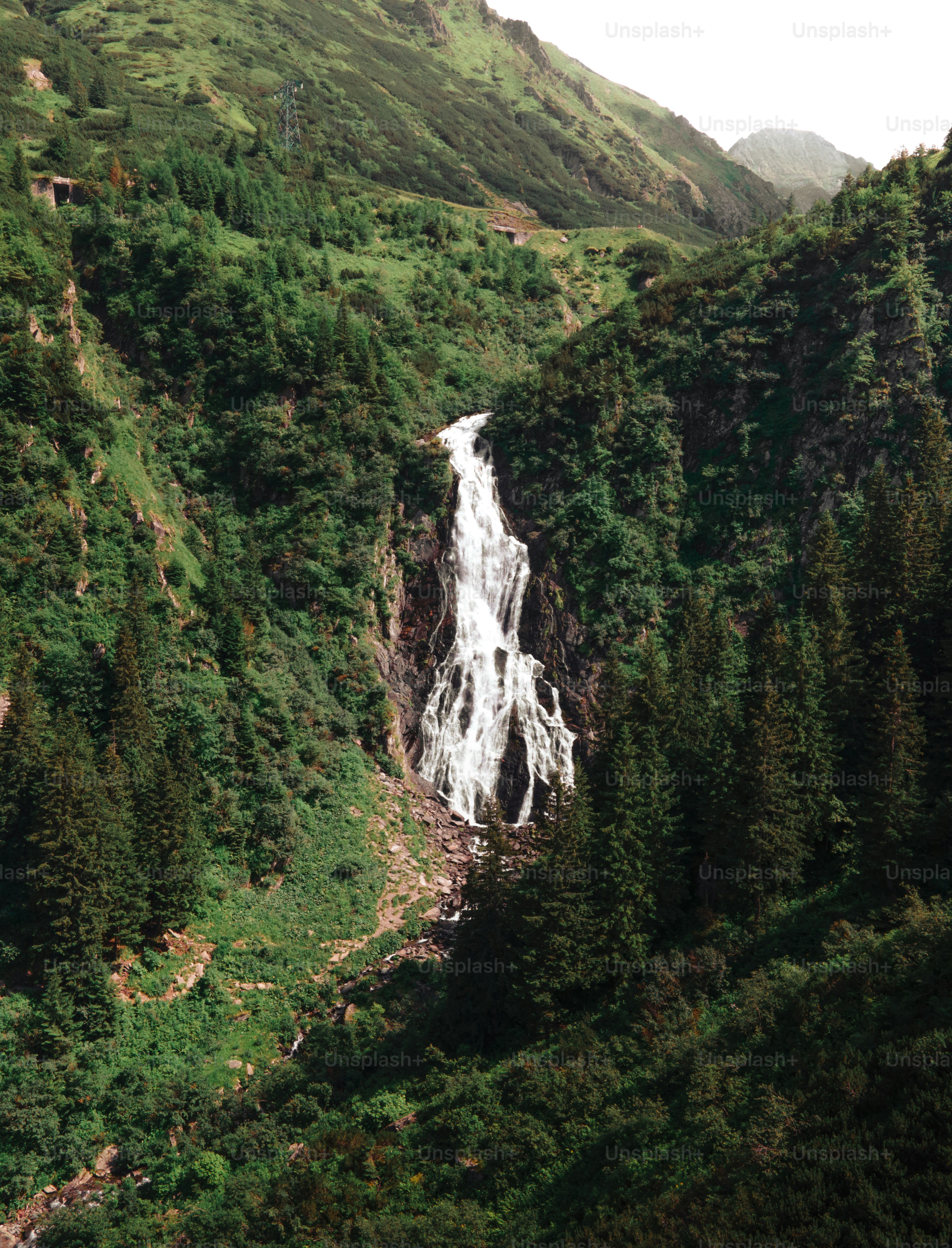 Sunlight streams through lush green forest canopy. photo – Forest Image ...