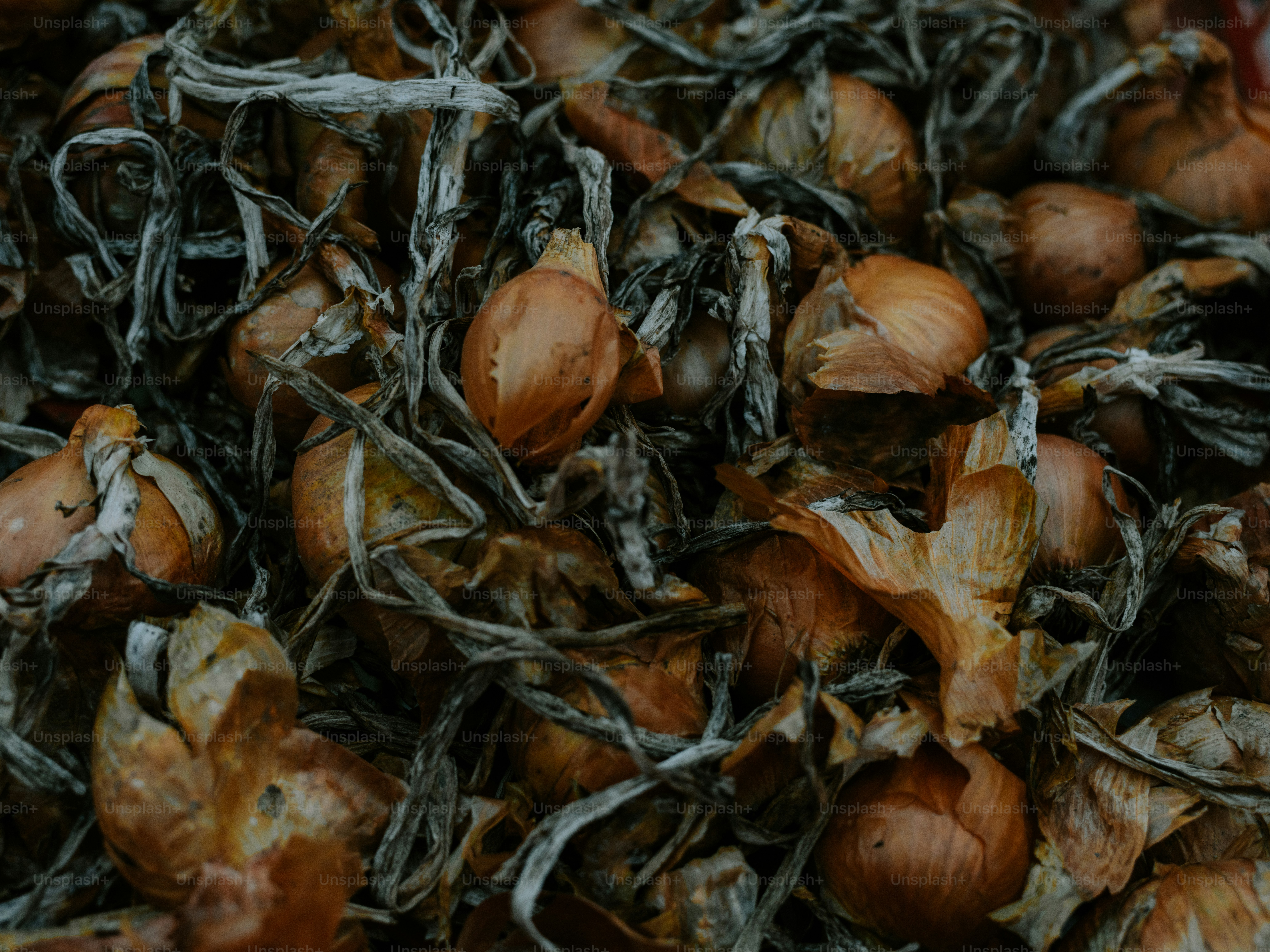 Close-up of spoiled onions with mold and decay photo – Winter Image on ...
