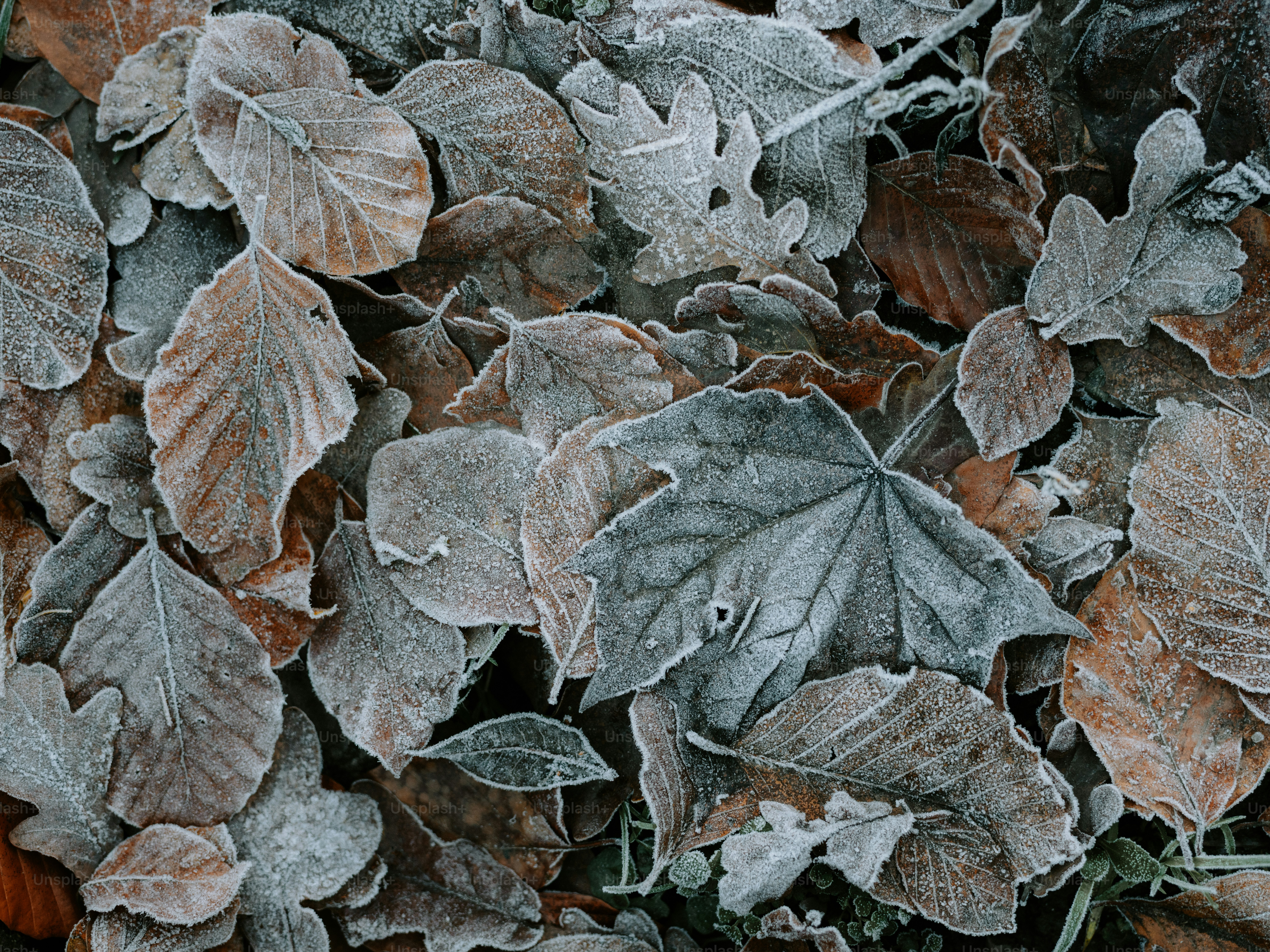 Fallen leaves covered in frost on the ground. photo – Winter Image on ...