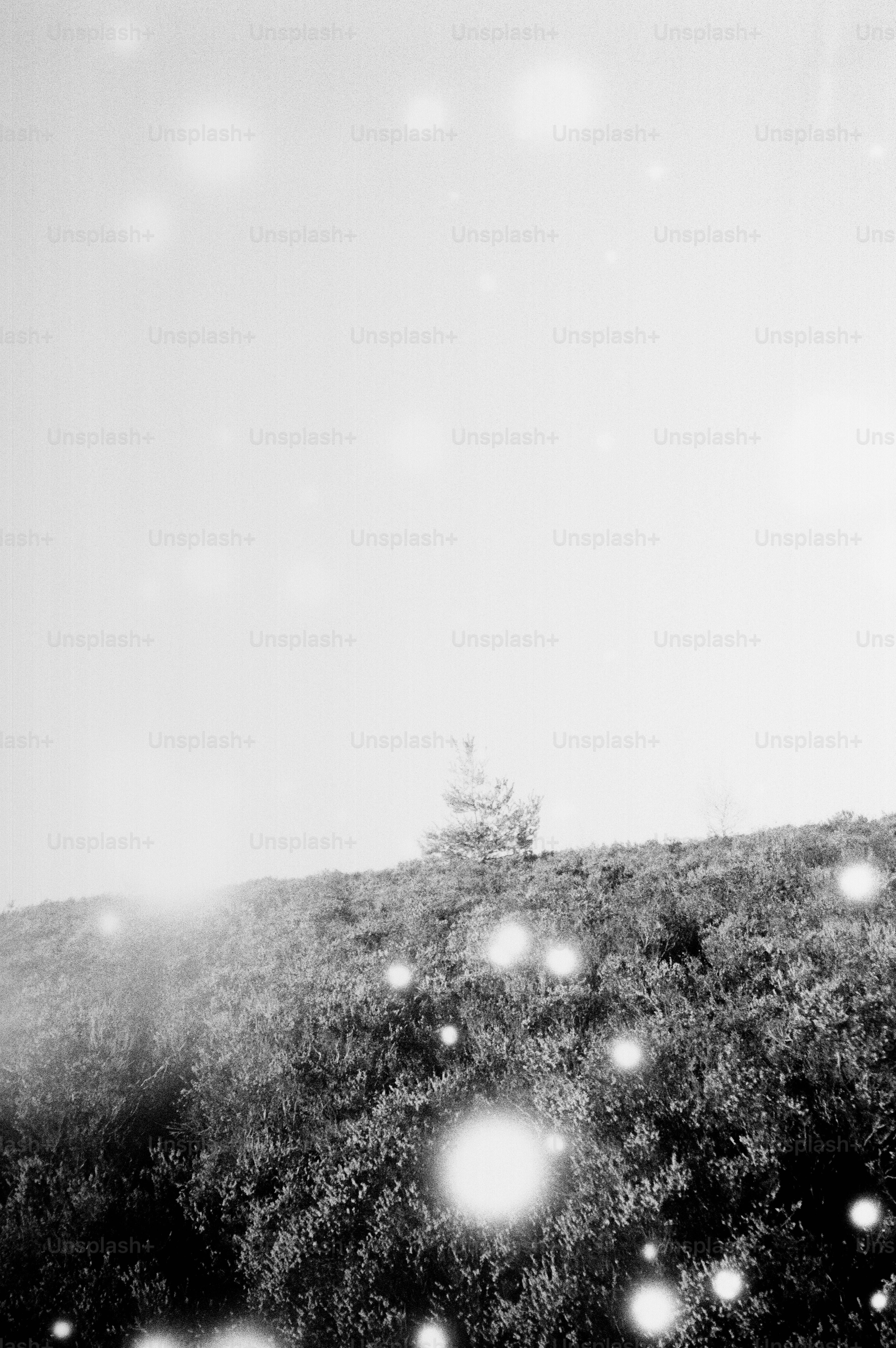 A lone tree stands on a misty, sunlit hill. photo – Abstract Image on ...