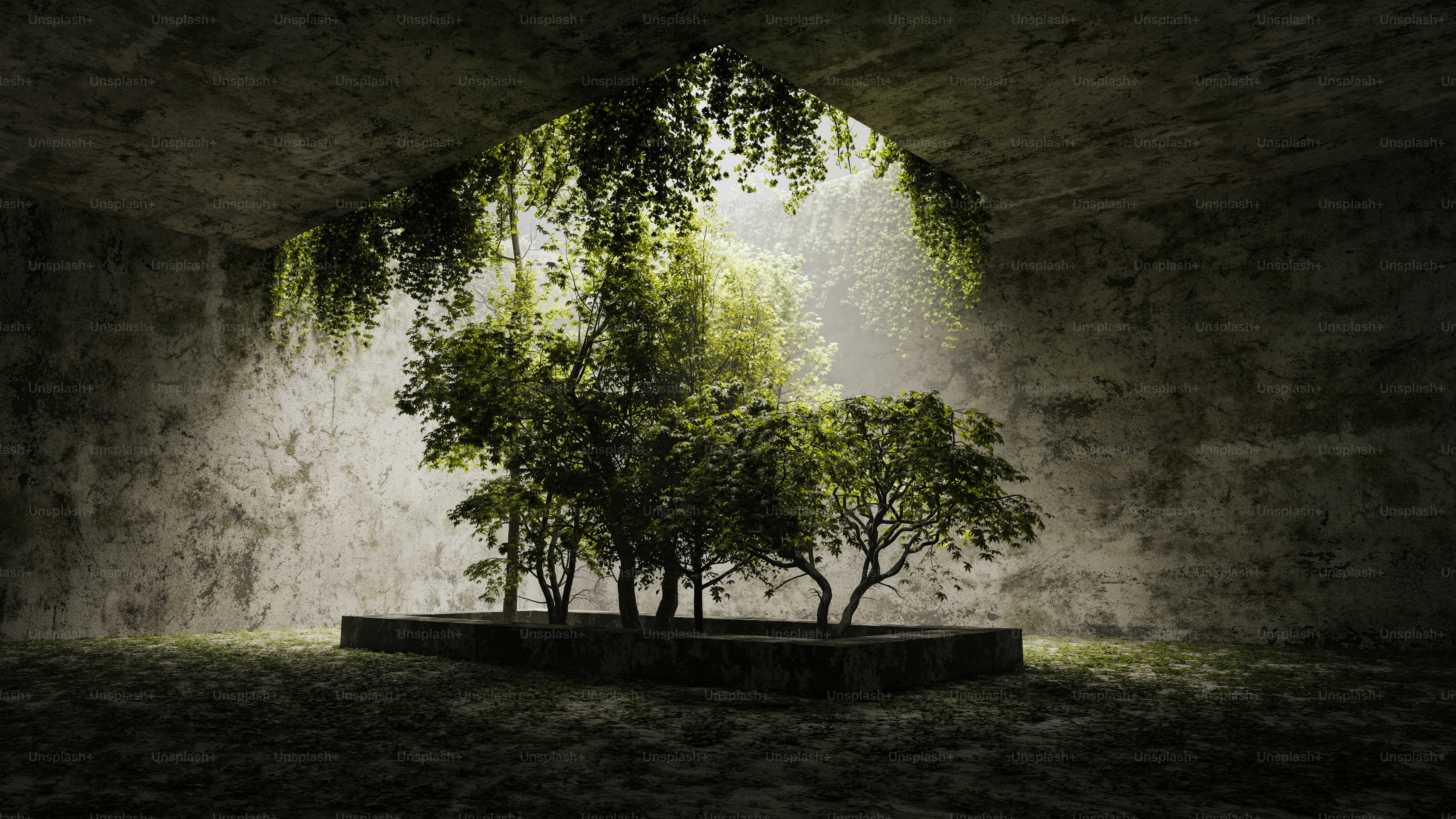 Trees growing in a concrete structure with sunlight. photo – Image on ...