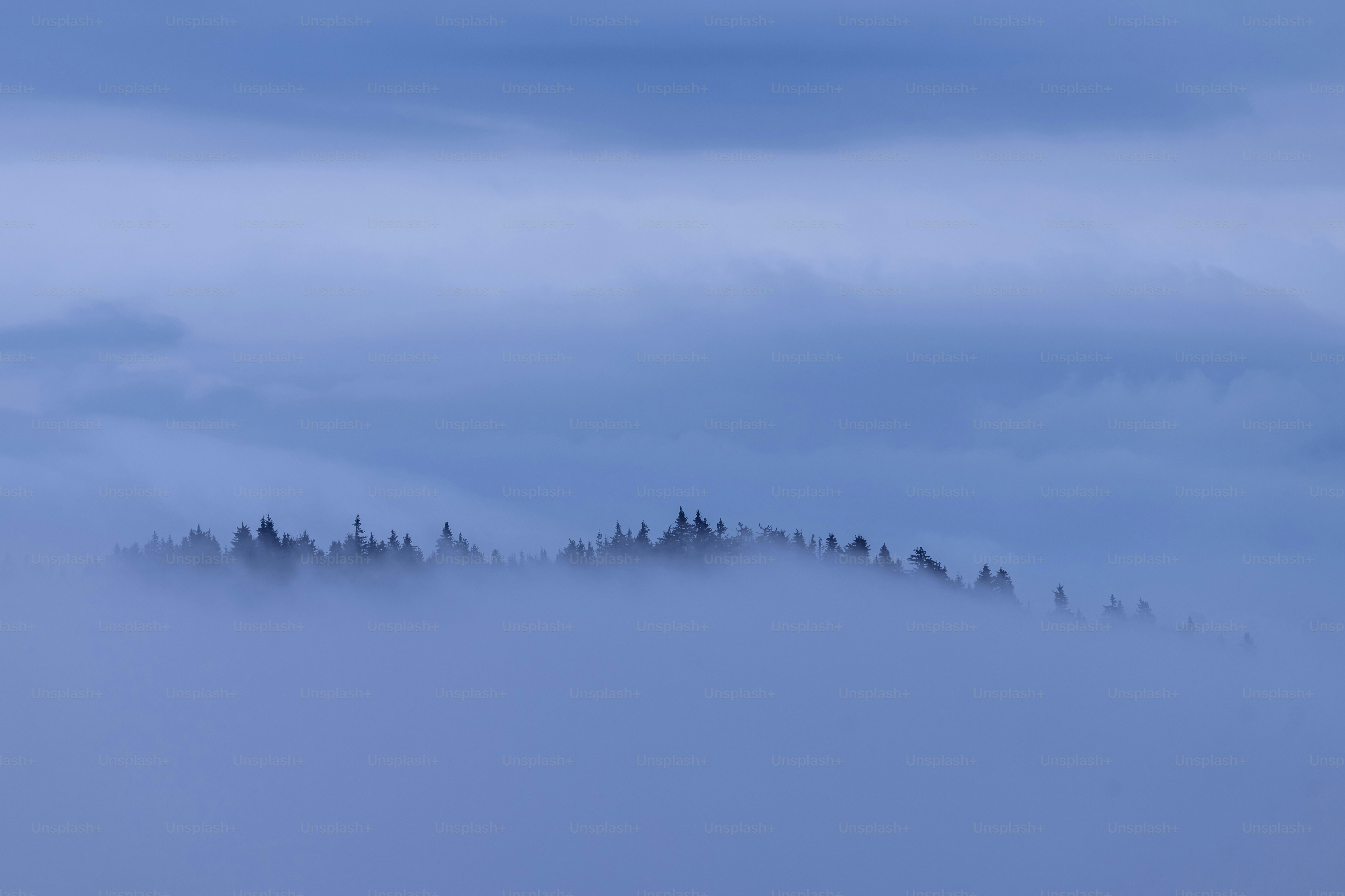 Misty forest path with fallen autumn leaves photo – Forest Image on ...