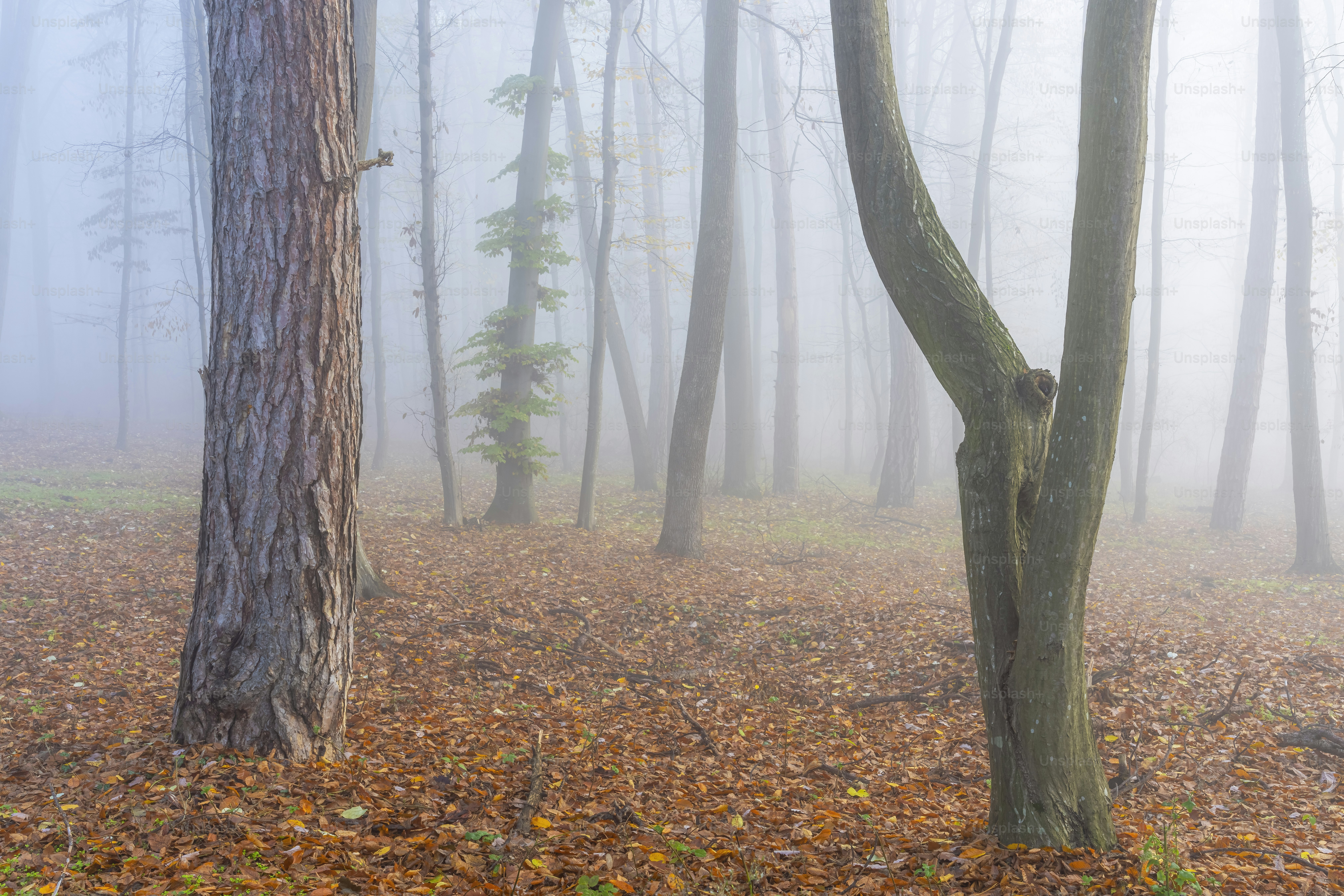 Misty forest path with fallen autumn leaves photo – Forest Image on ...