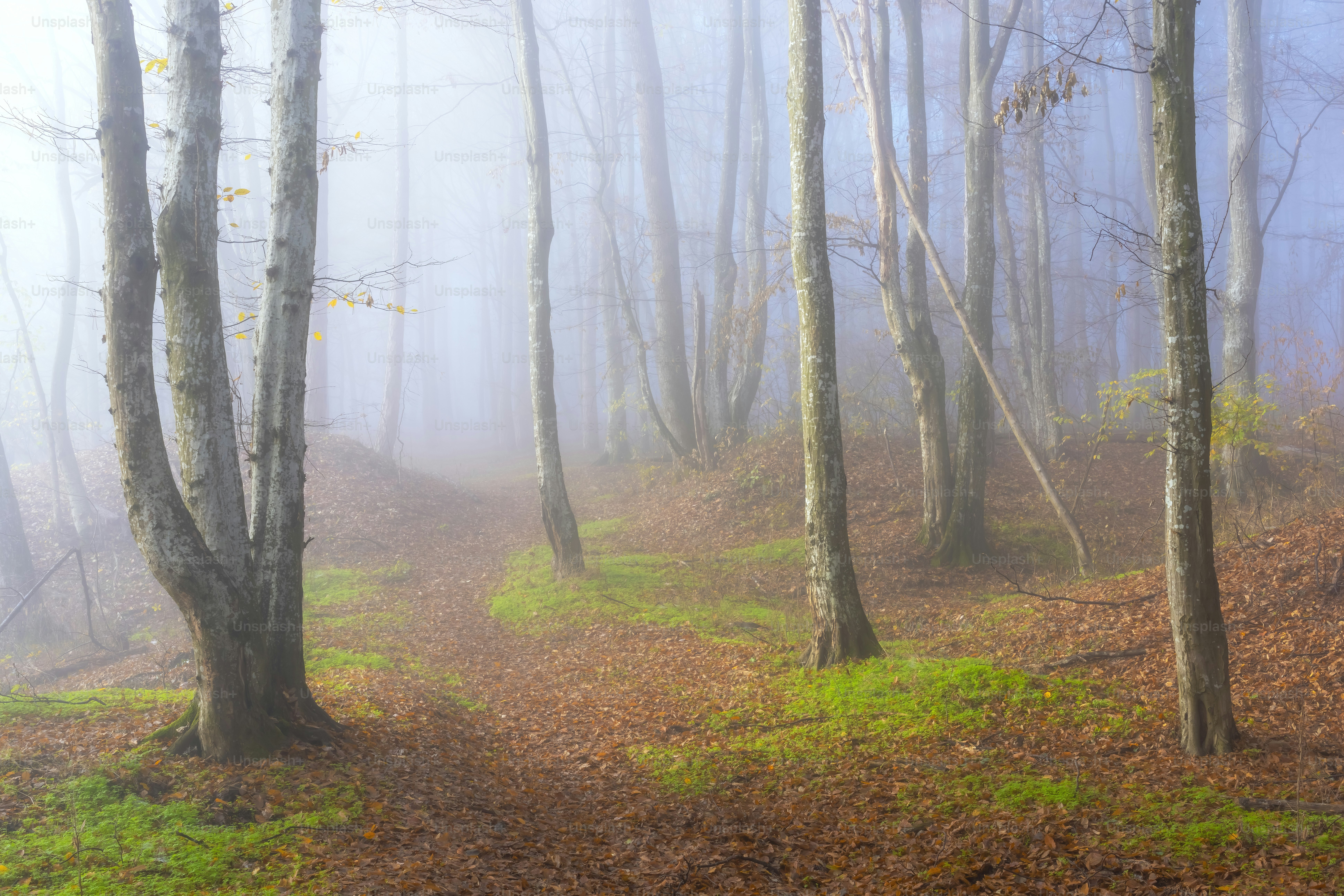 Misty forest path with fallen autumn leaves photo – Forest Image on ...