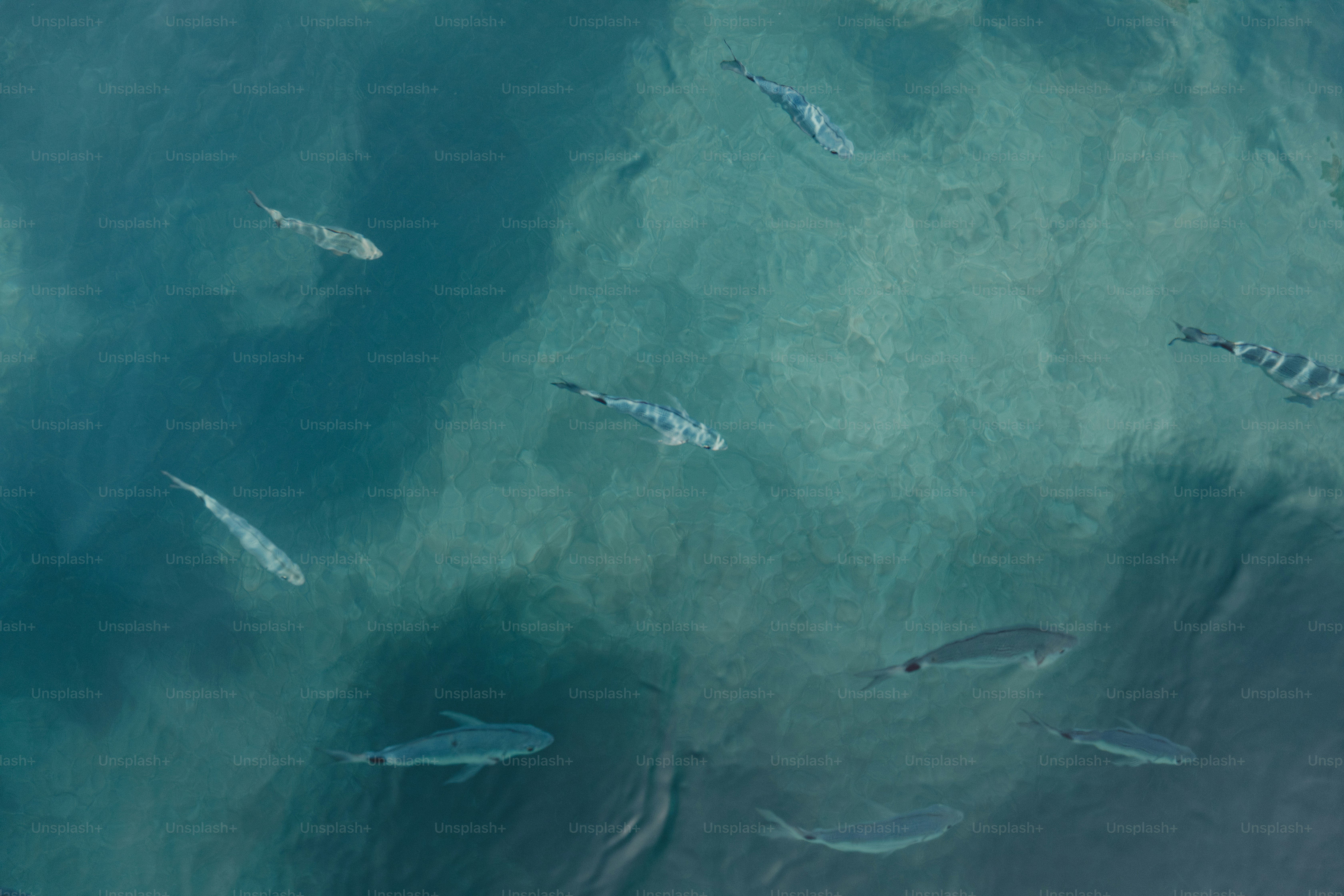 Clear blue ocean water under a sky with white clouds photo – Travel ...