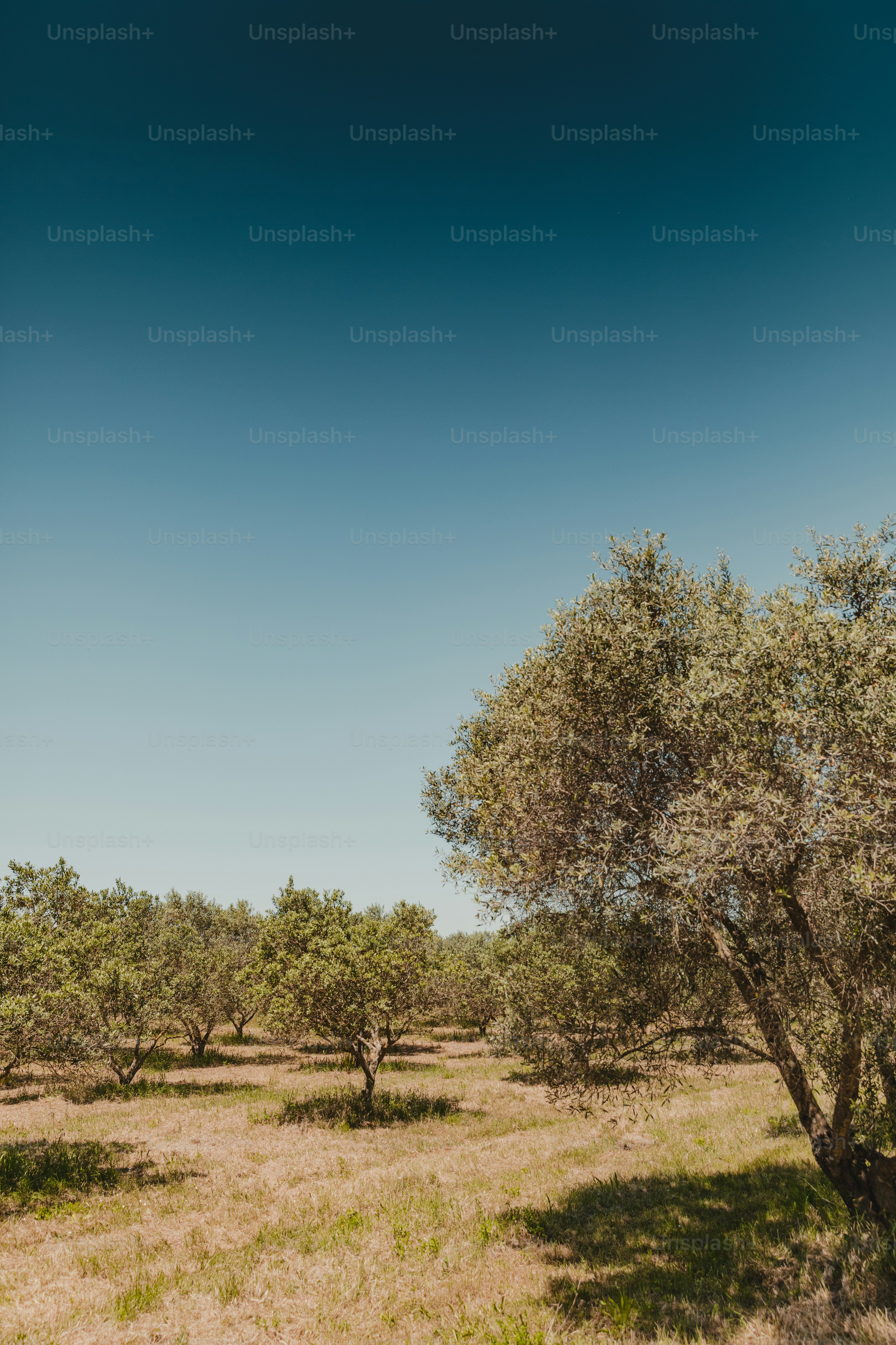 Clear blue ocean water under a sky with white clouds photo – Travel ...