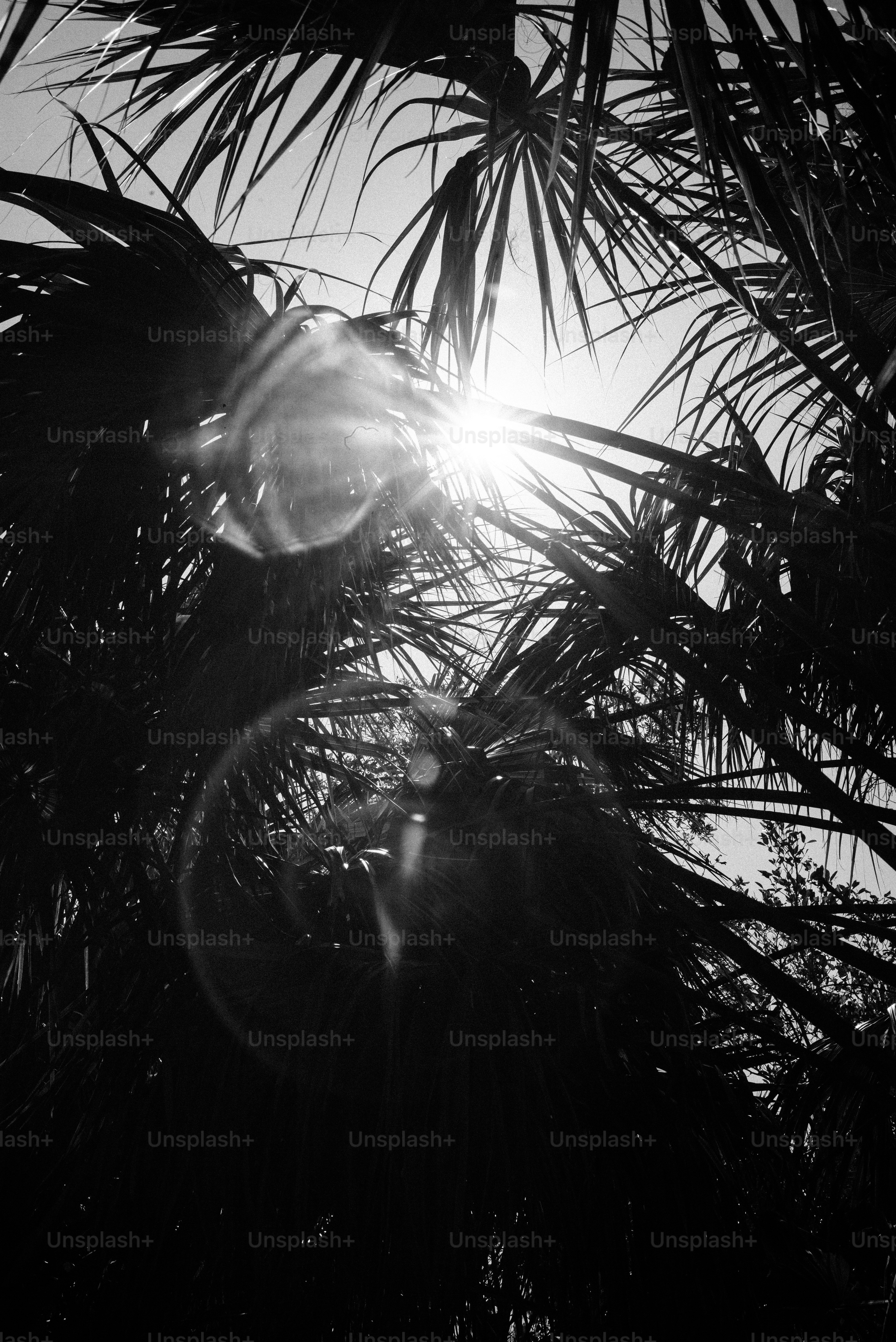 Sunlight Leaves Pictures | Download Free Images on Unsplash