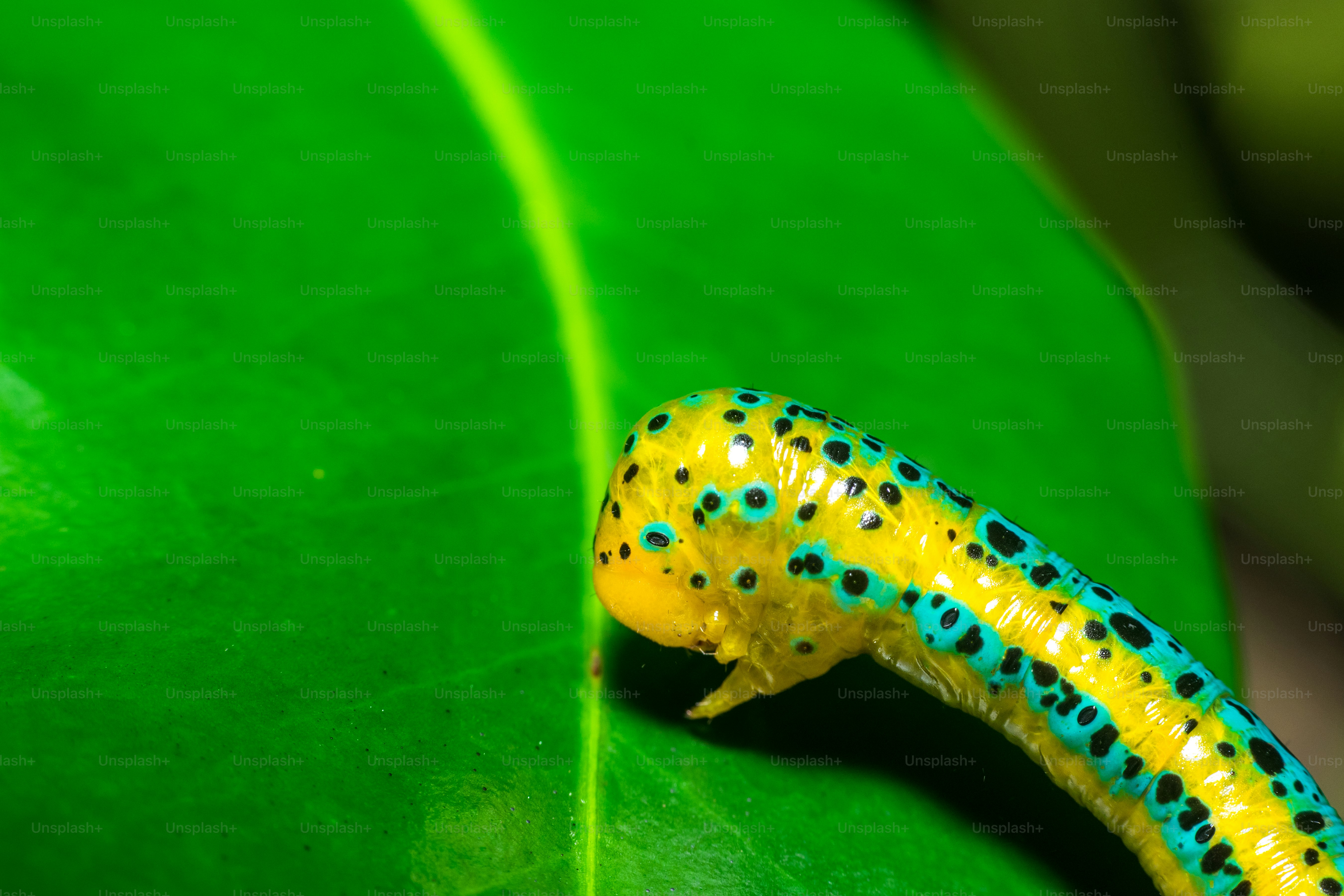 A green vine snake coiled on a branch. photo – Forest Image on Unsplash