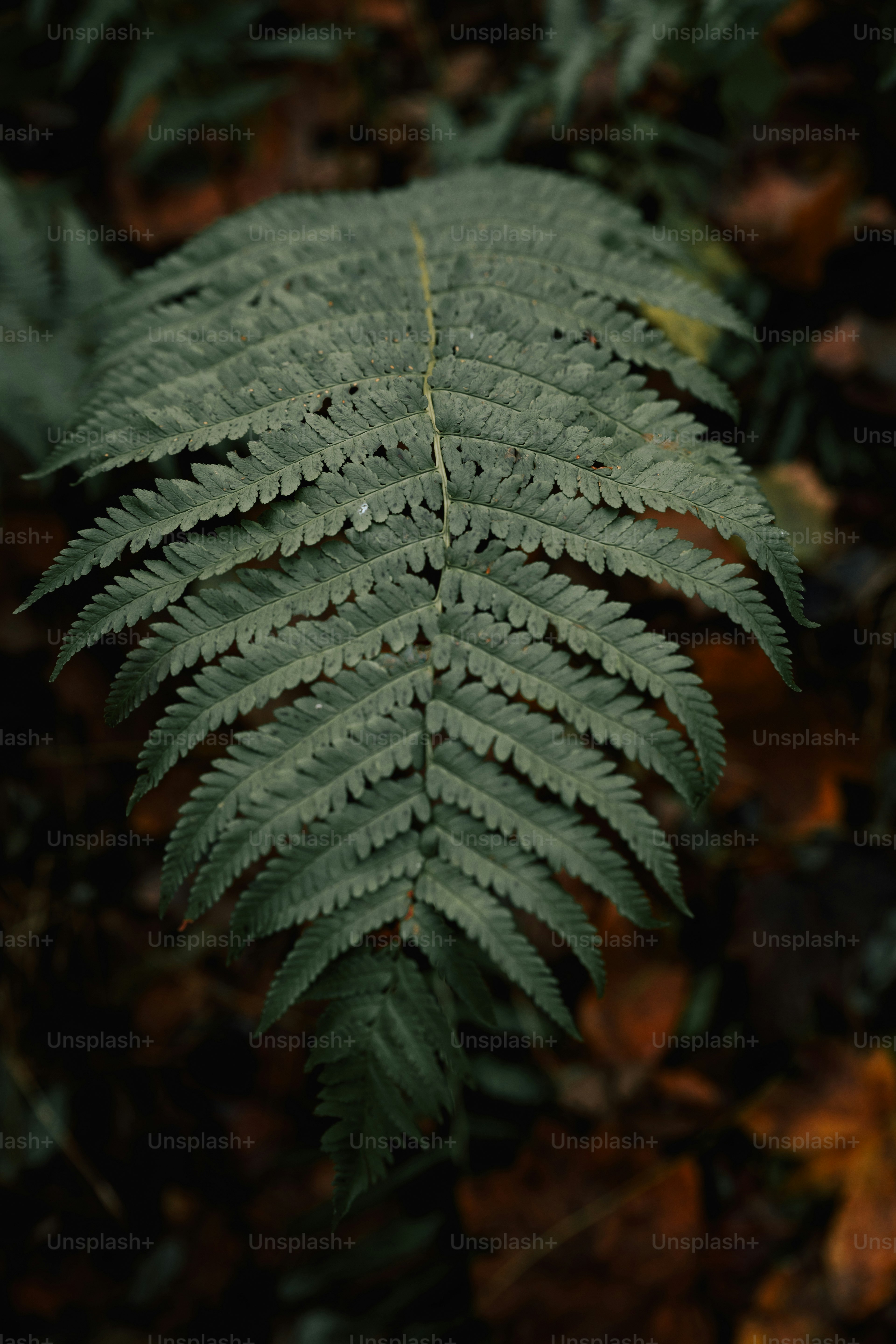 A large green fern leaf in a forest. photo – Image on Unsplash