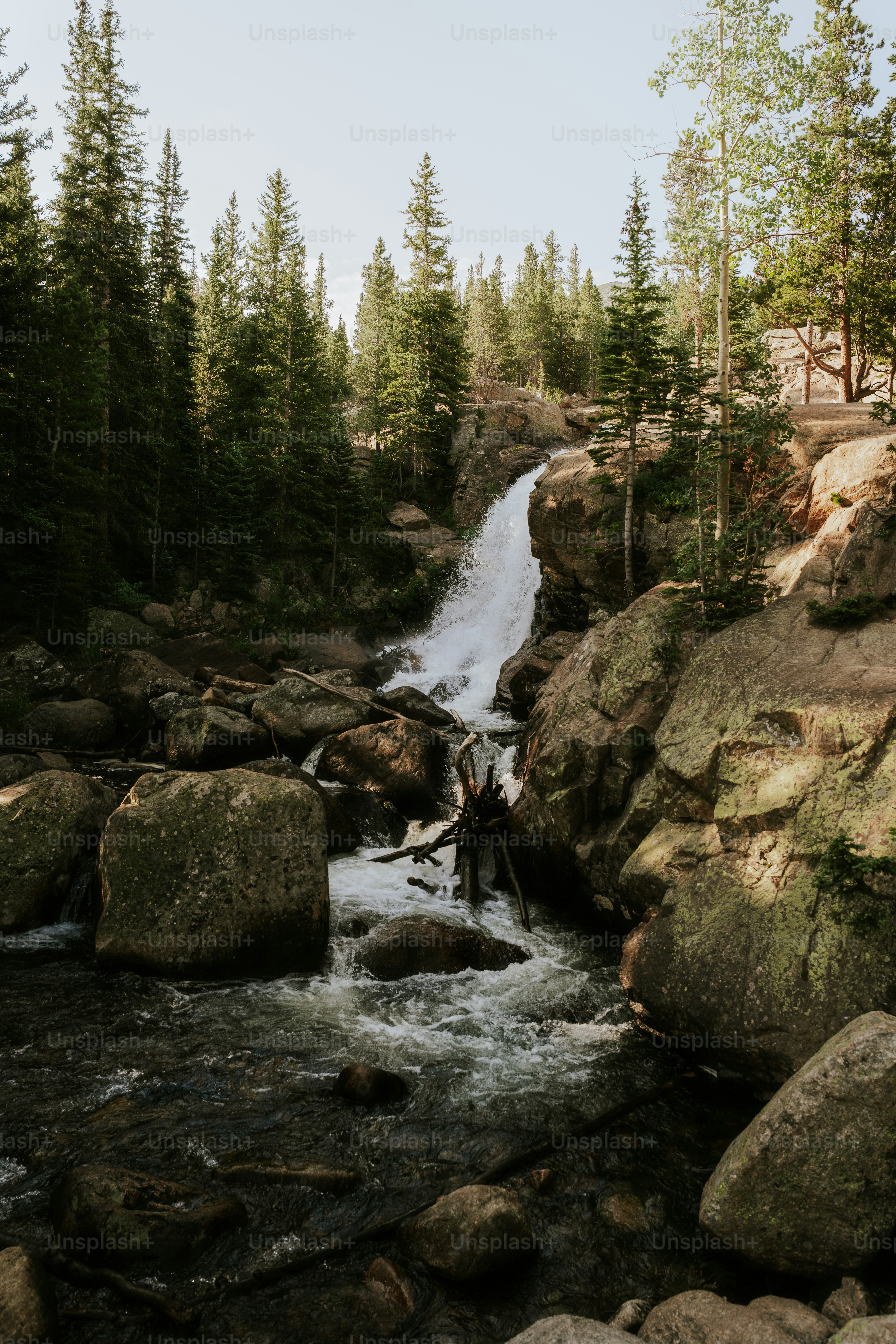 Waterfall cascading over rocks in a pine forest. photo – Forest Image ...