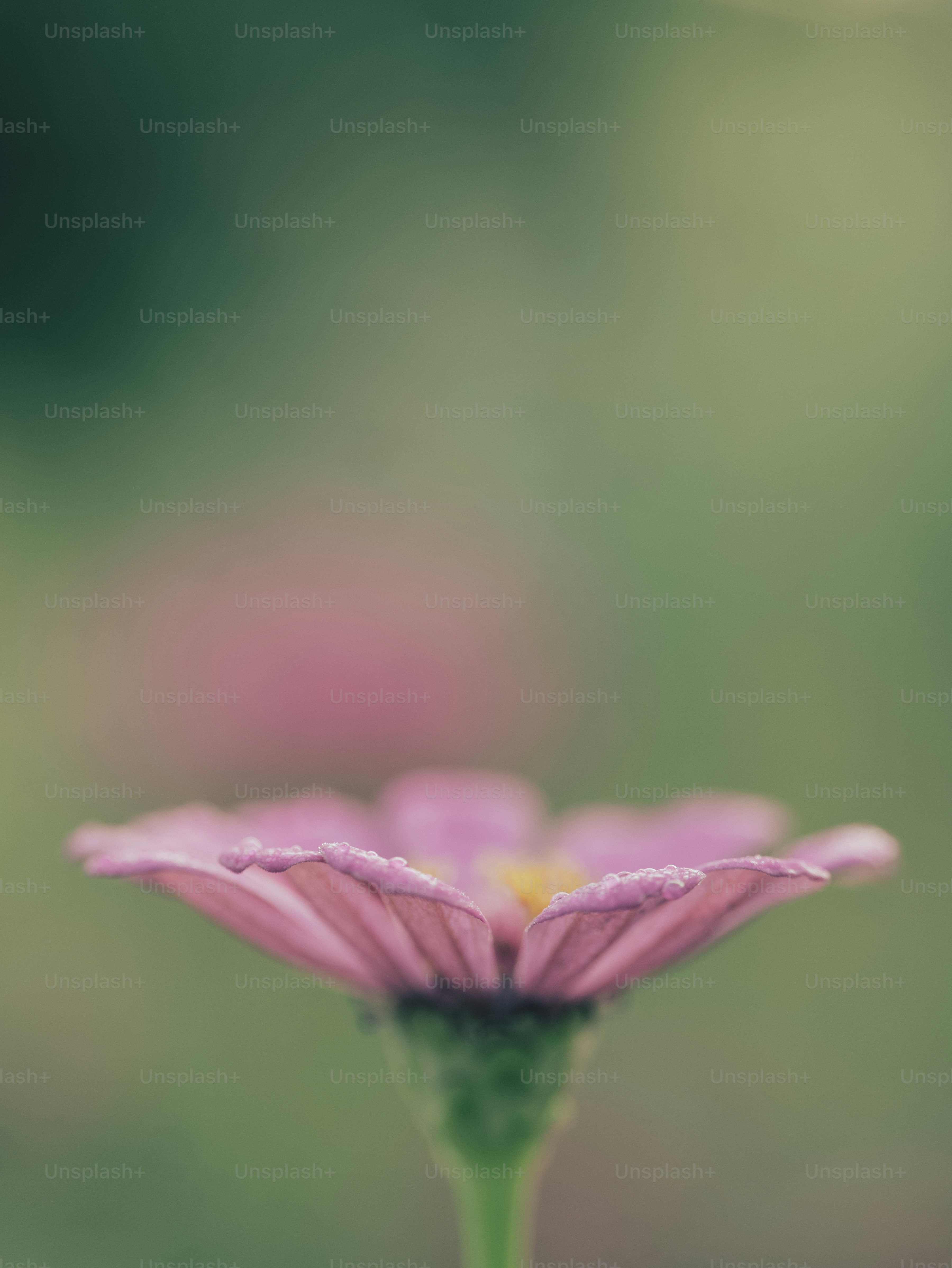 Imagen de Verde en Unsplash